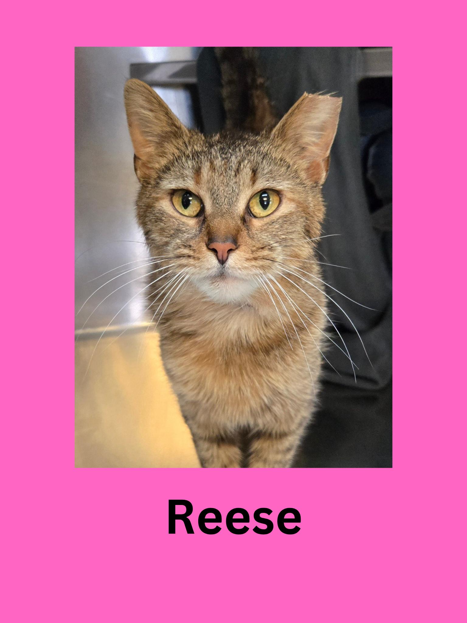Available Pets - Portage Animal Protective League