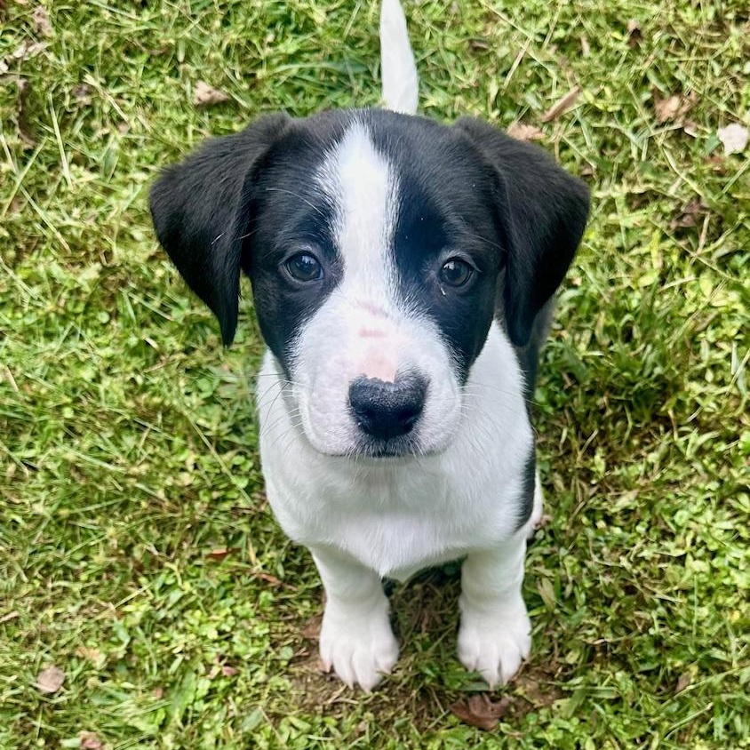 Dog for adoption - Morgan, a Beagle Mix in Richmond, VA | Petfinder