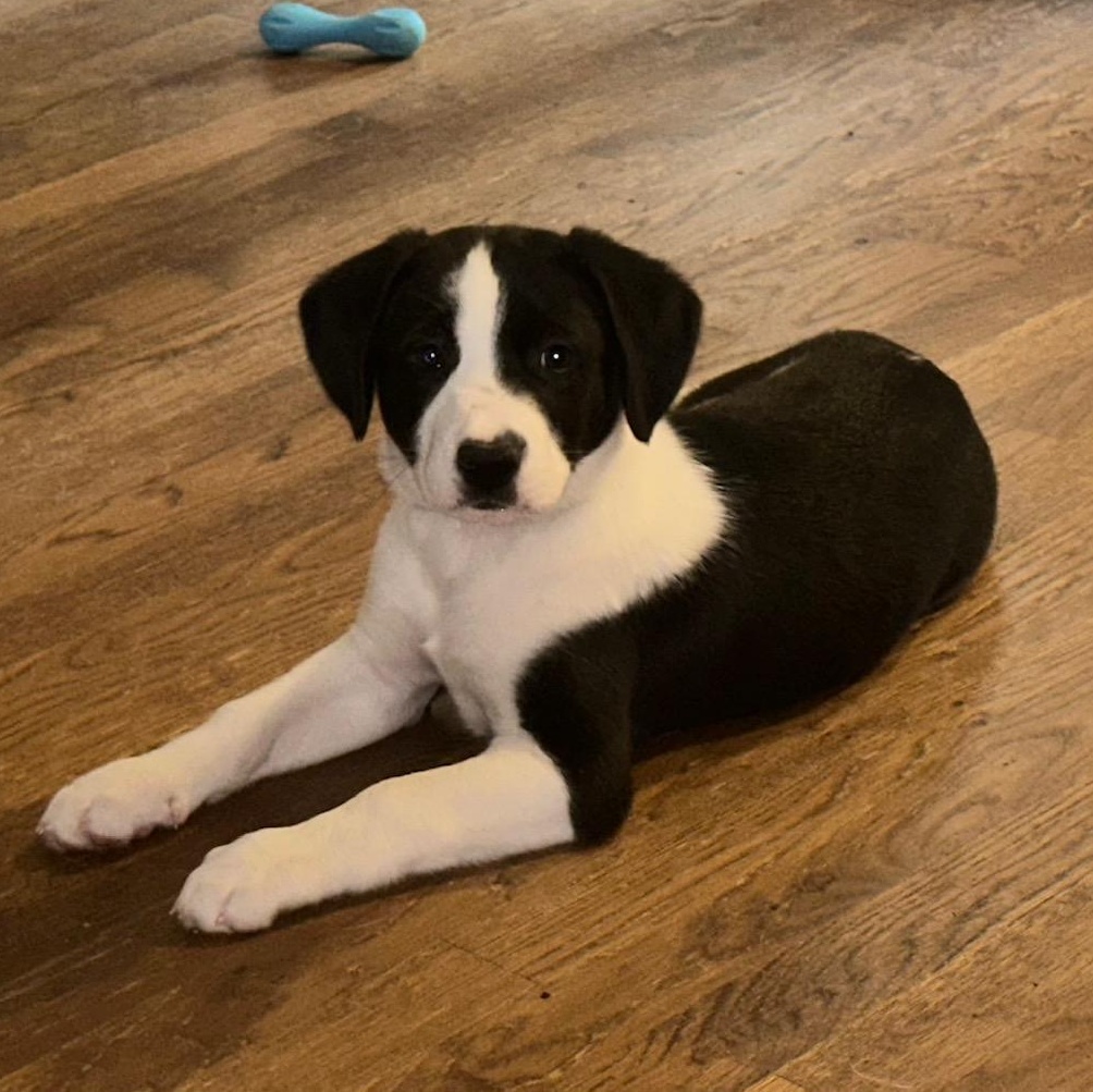 Dog for adoption - Morgan, a Beagle Mix in Richmond, VA | Petfinder