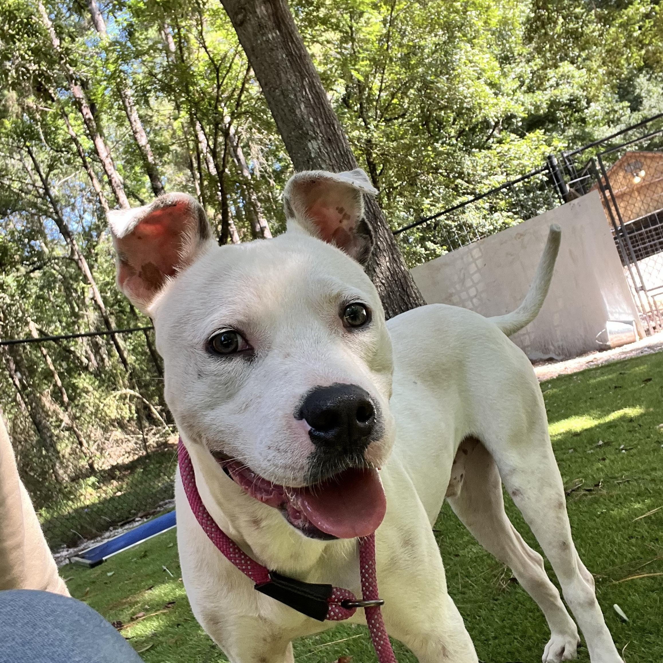 Dog for adoption - Freckles, an American Staffordshire Terrier Mix in ...
