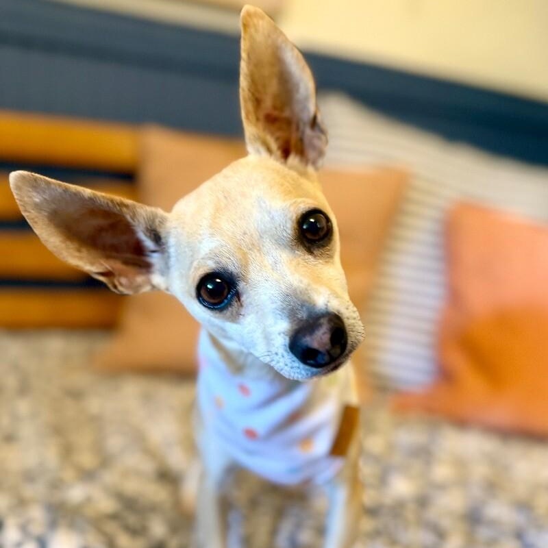 Dog for adoption - Pio Pio, a Chihuahua & Rat Terrier Mix in Provo, UT ...