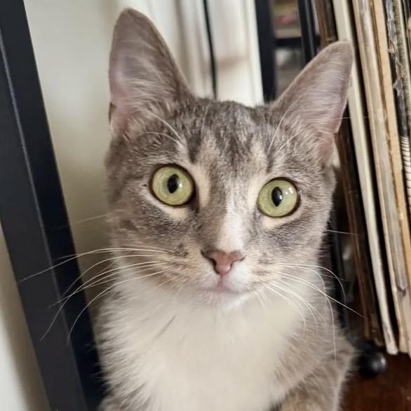 Cat for adoption - Peregrine, a Domestic Short Hair in Evanston, IL ...