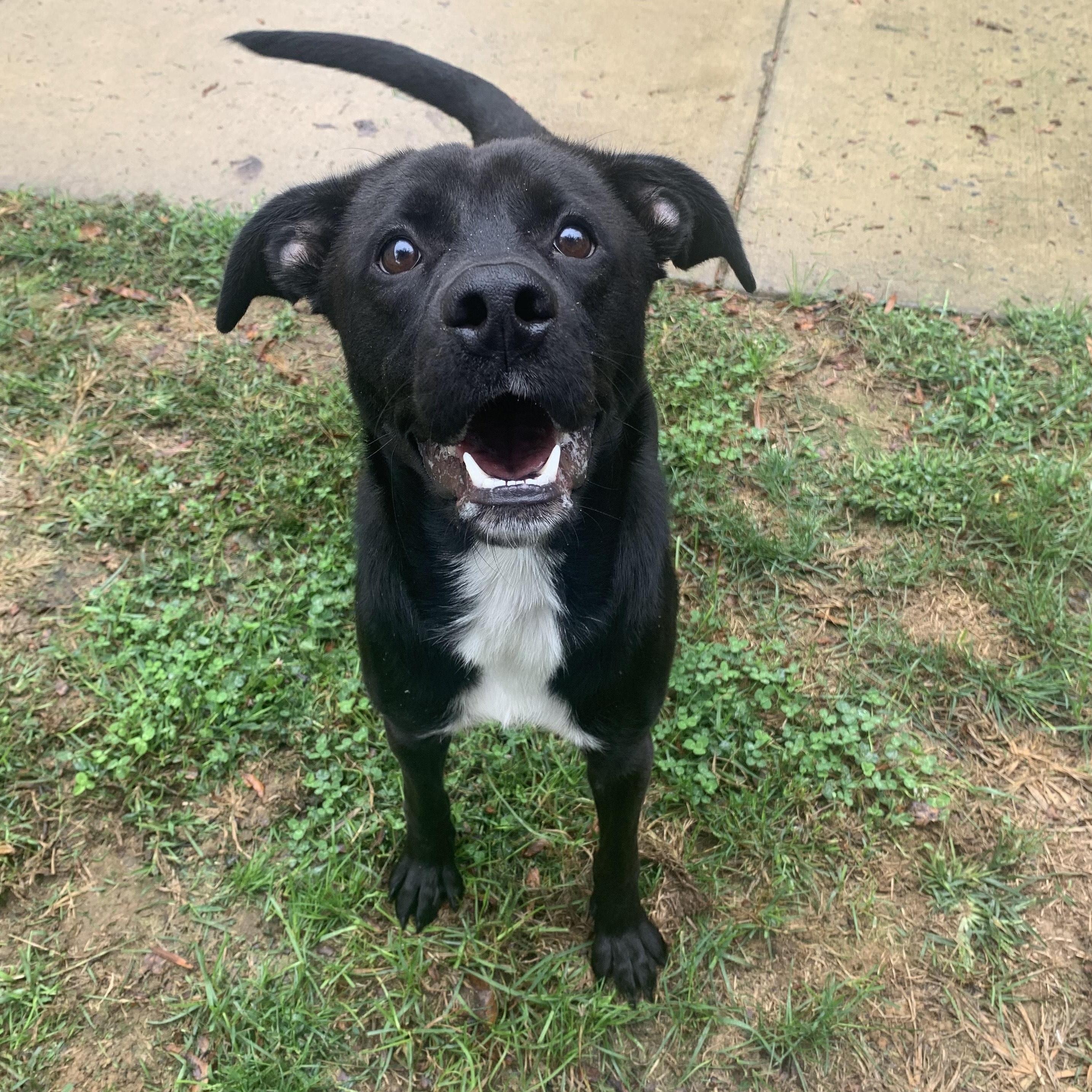 Dog for adoption - Lucy, a Labrador Retriever Mix in Stanley, VA ...
