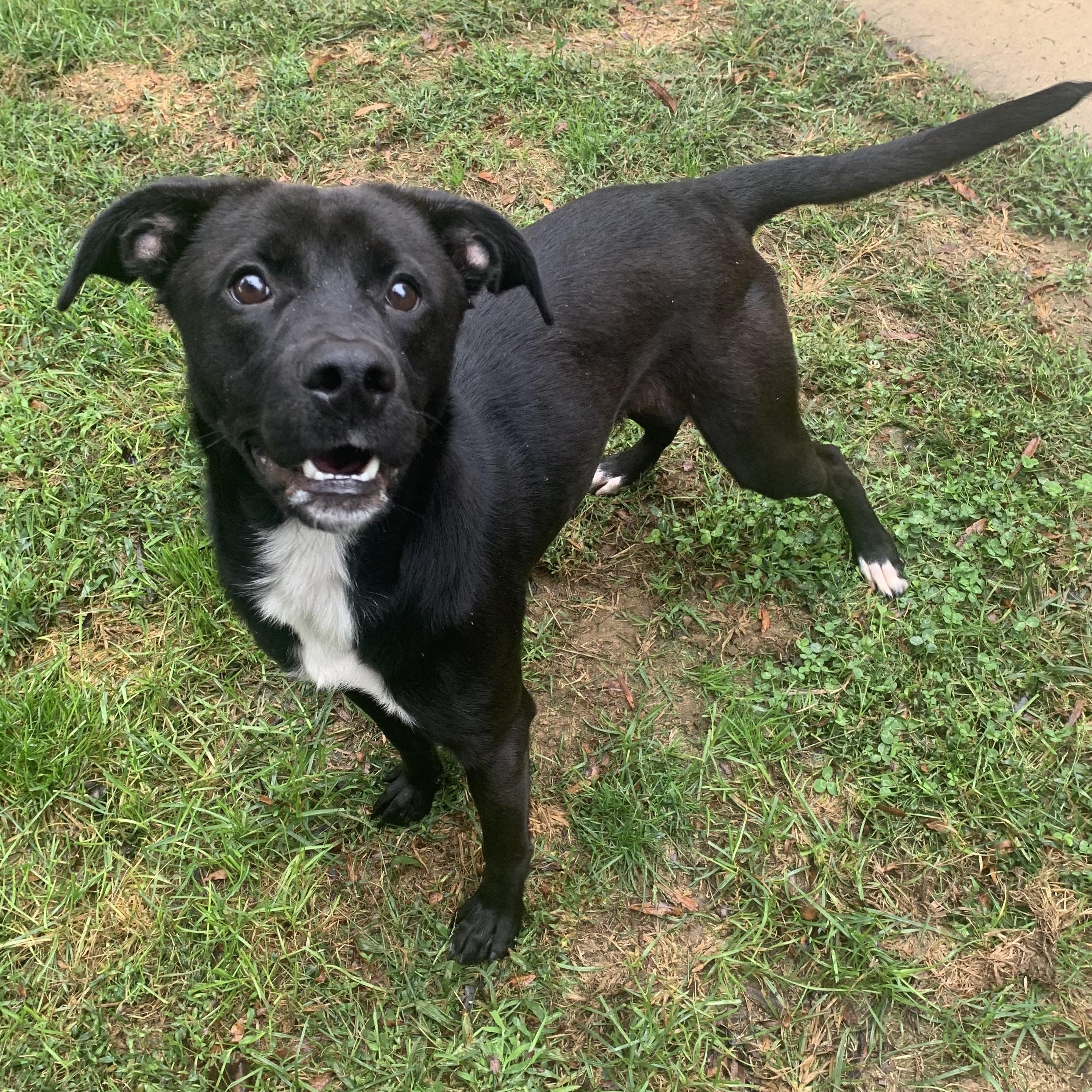 Dog for adoption - Lucy, a Labrador Retriever Mix in Stanley, VA ...