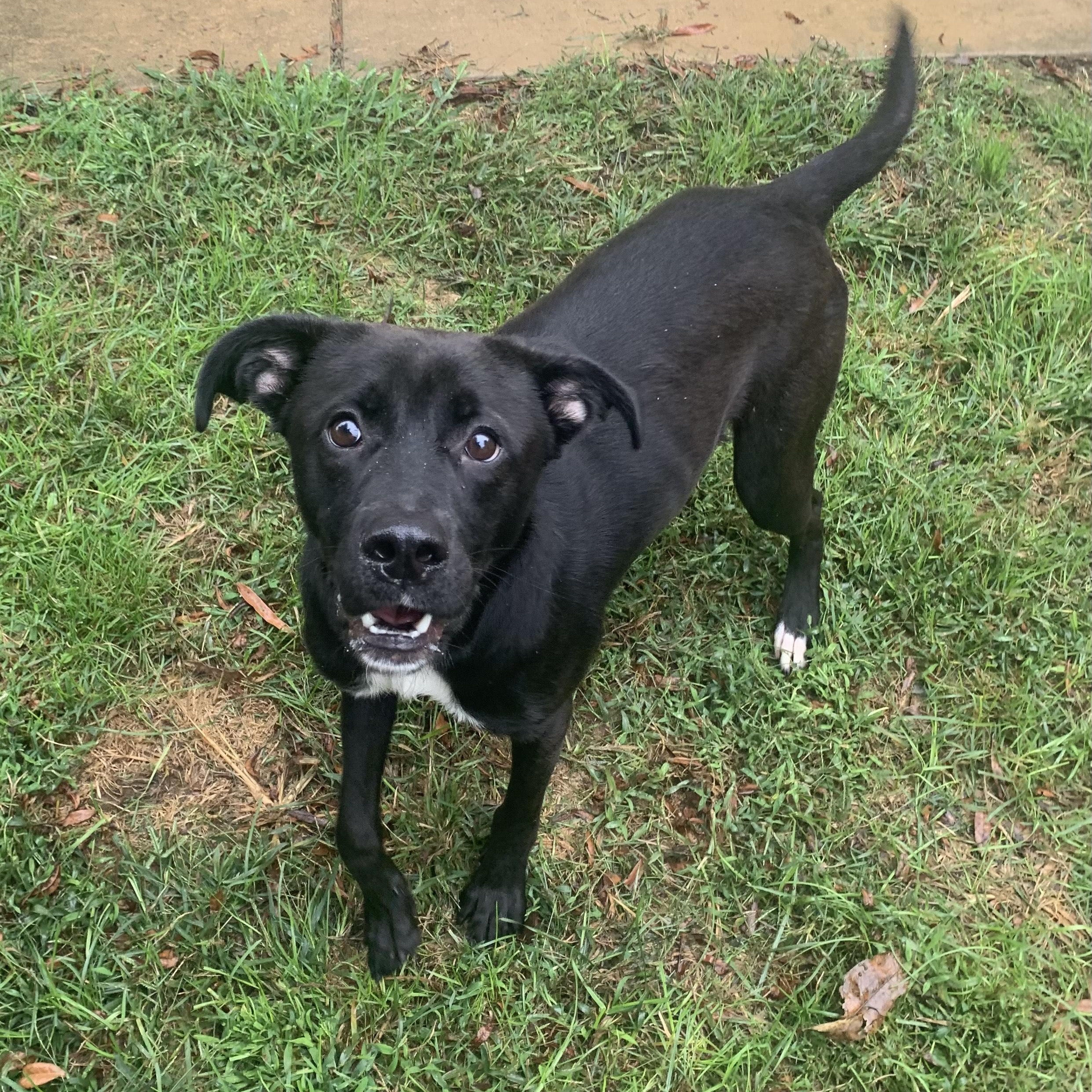 Dog for adoption - Lucy, a Labrador Retriever Mix in Stanley, VA ...