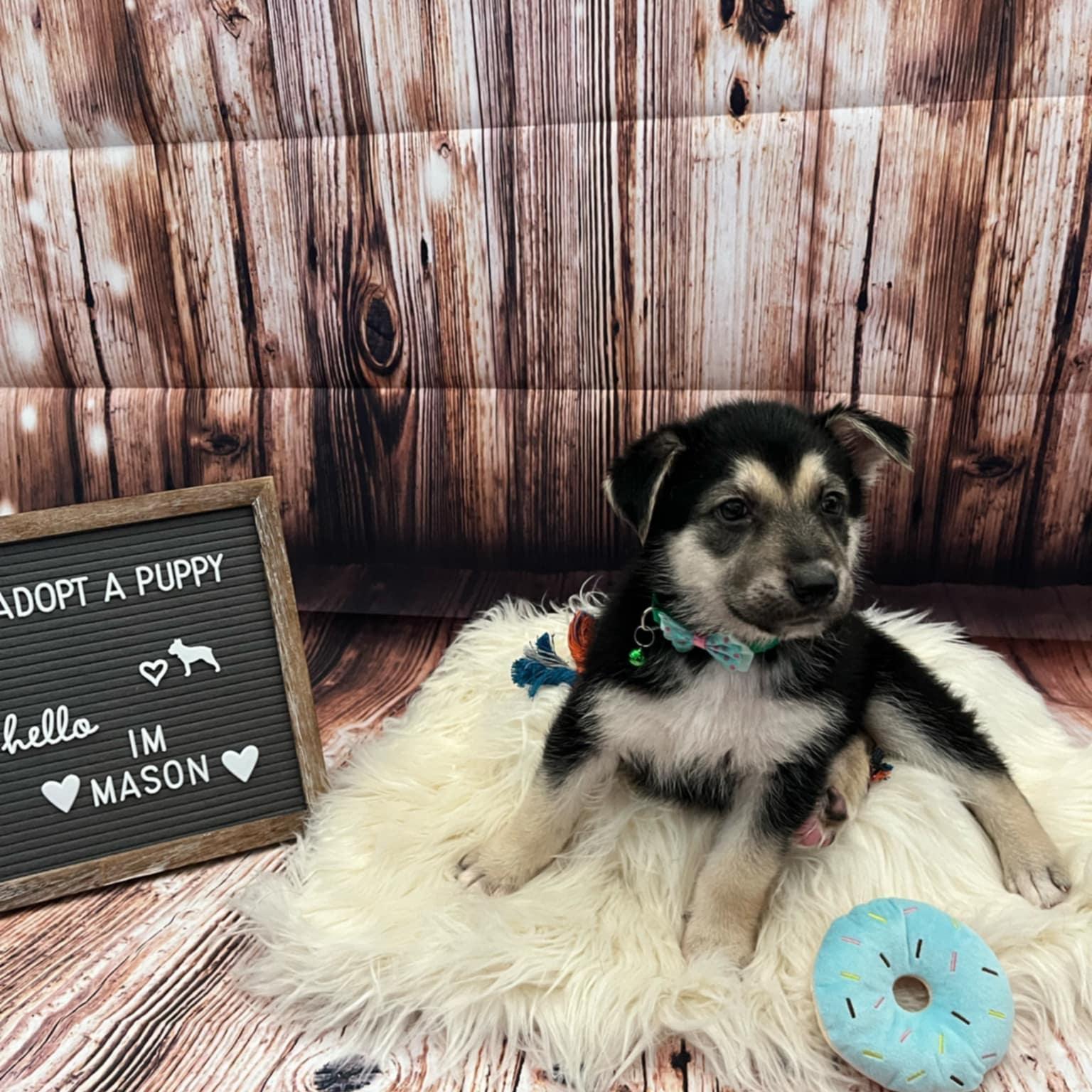 Dog for adoption - Mason, a German Shepherd Dog & Husky Mix in Ardmore ...