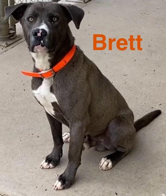 Dog for adoption - Brett, a Mixed Breed in Pomeroy, OH | Petfinder