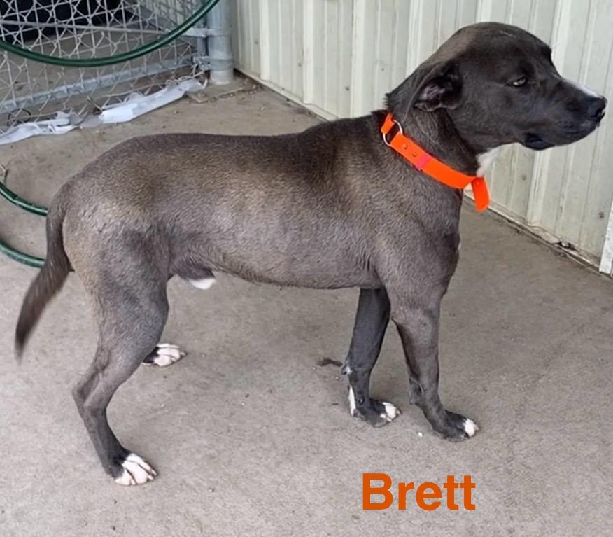 Dog for adoption - Brett, a Mixed Breed in Pomeroy, OH | Petfinder