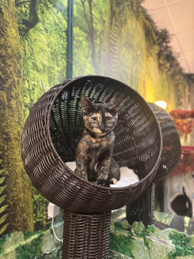 Cat for adoption - Tulsi, a Domestic Short Hair in The Colony, TX ...