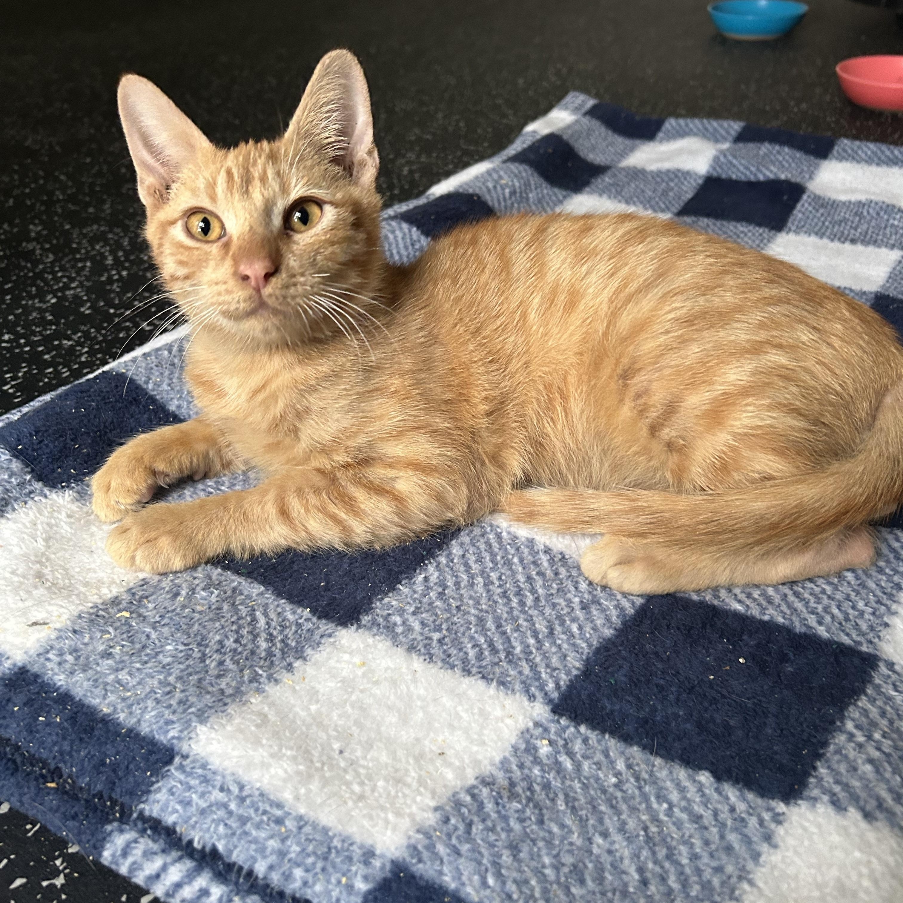 Cat for adoption - Simon, a Domestic Short Hair in Wayzata, MN | Petfinder