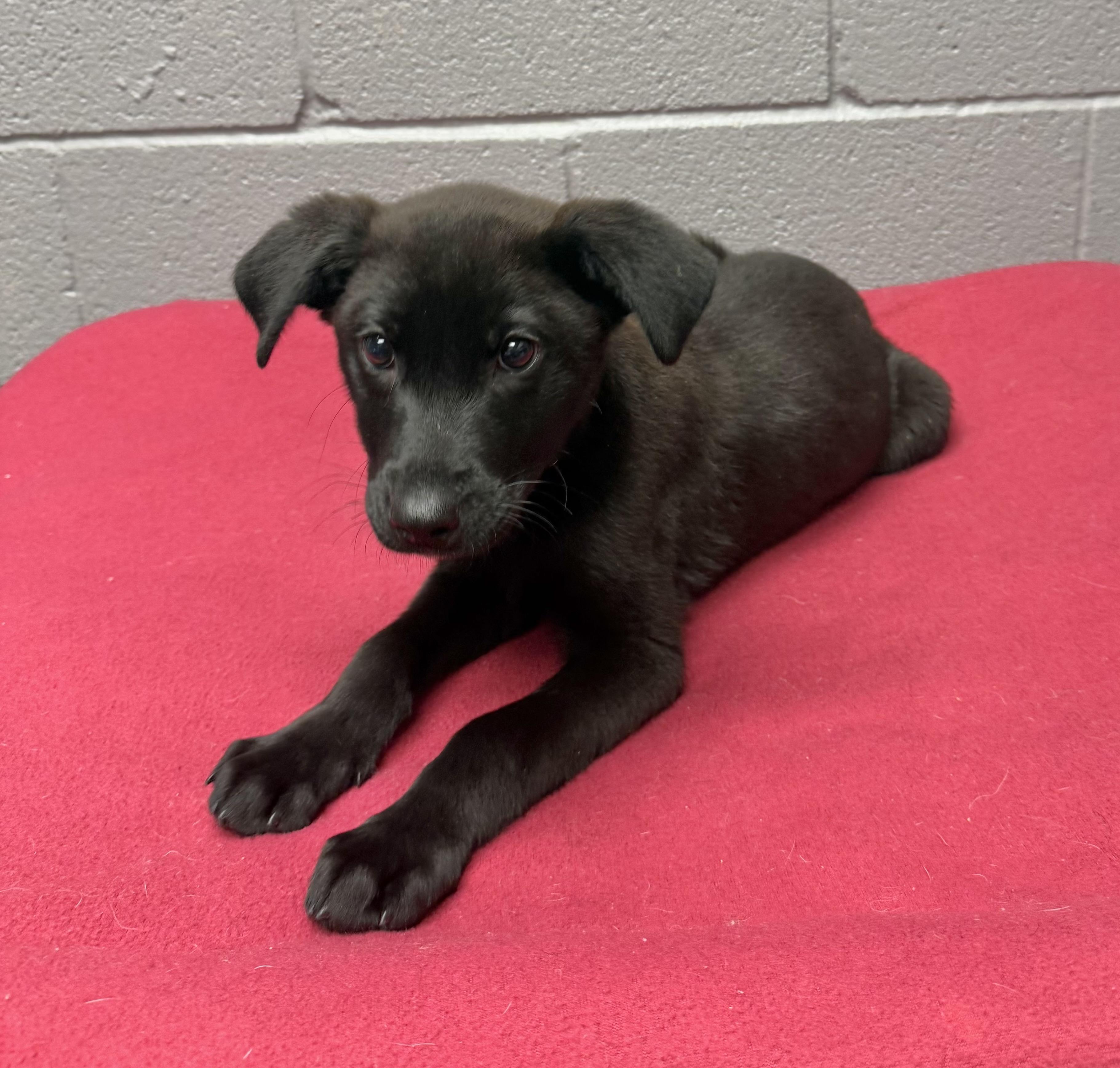 Dog for adoption - Pluto, a Black Labrador Retriever in Tomah, WI | Petfinder