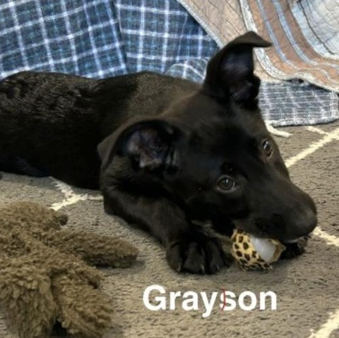 Dog for adoption - Grayson, a Shepherd Mix in Elyria, OH | Petfinder