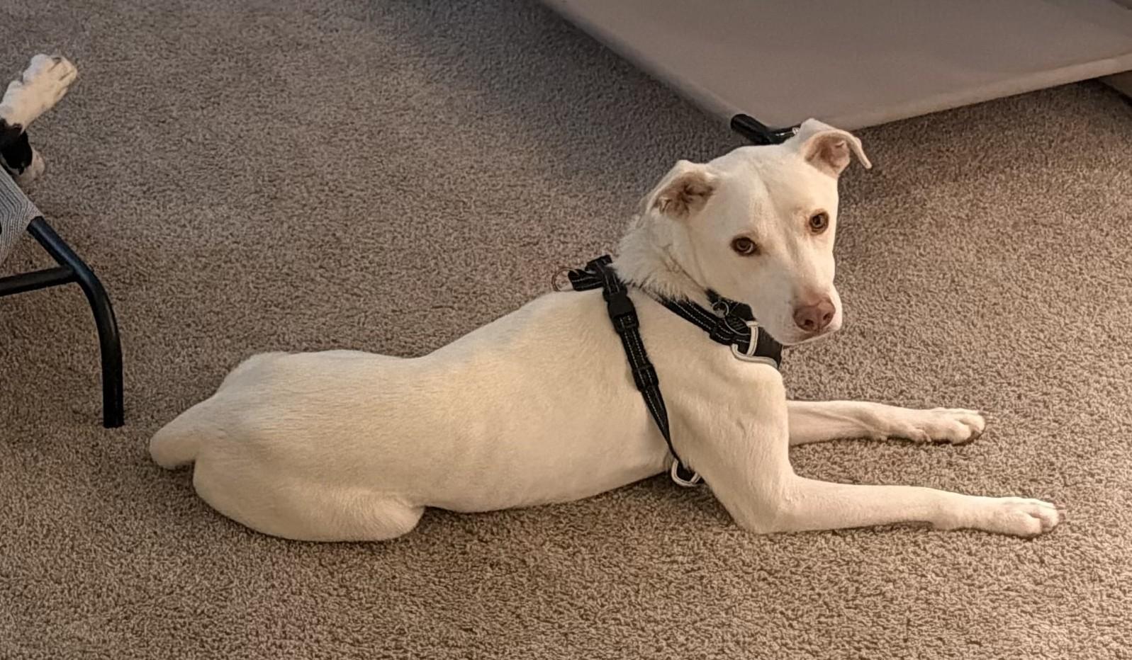 Dog for adoption - Bart, a Labrador Retriever Mix in lynnwood , WA ...