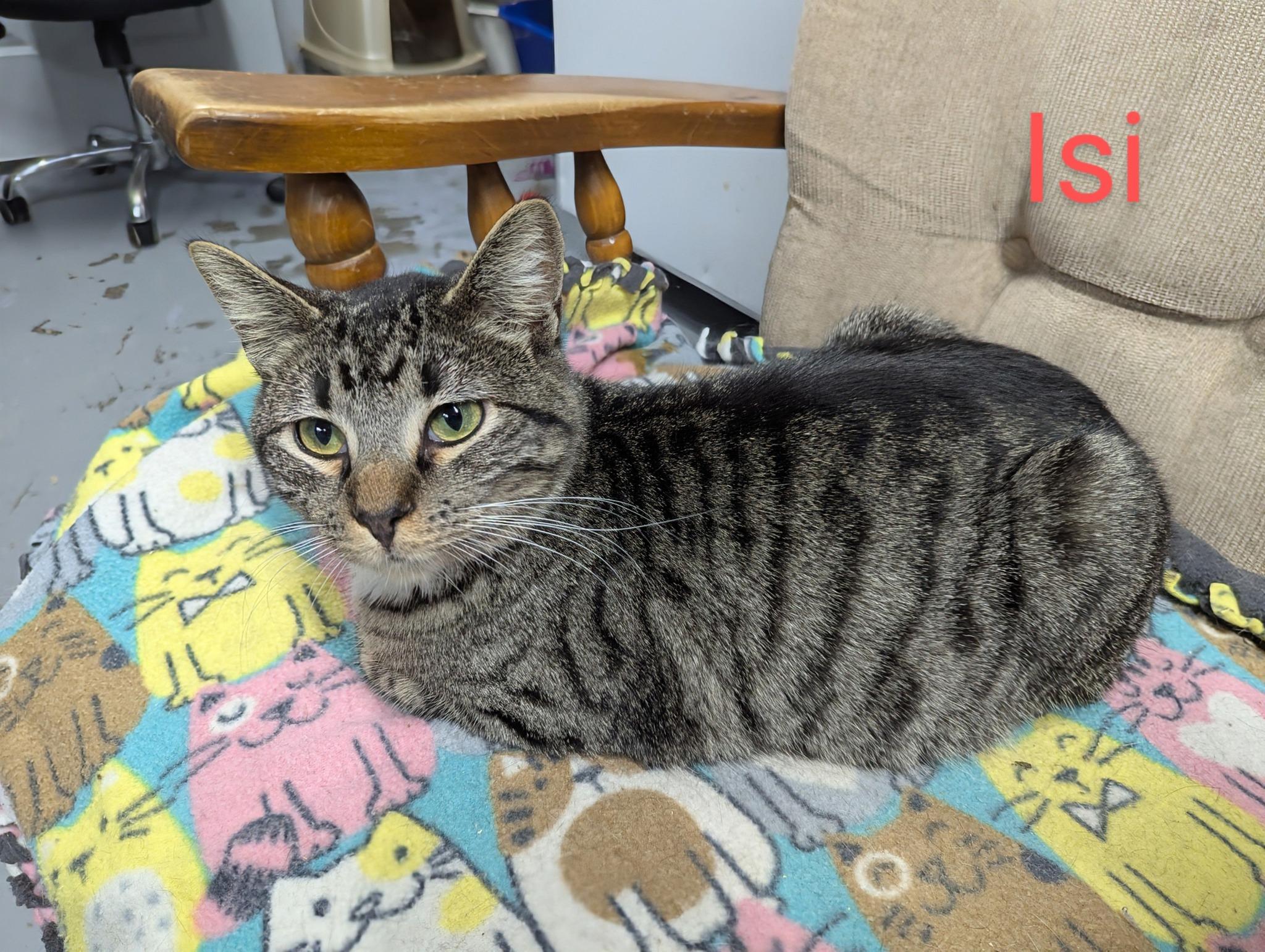 Cat for adoption - Isi, a Domestic Short Hair in Fort Ripley, MN ...