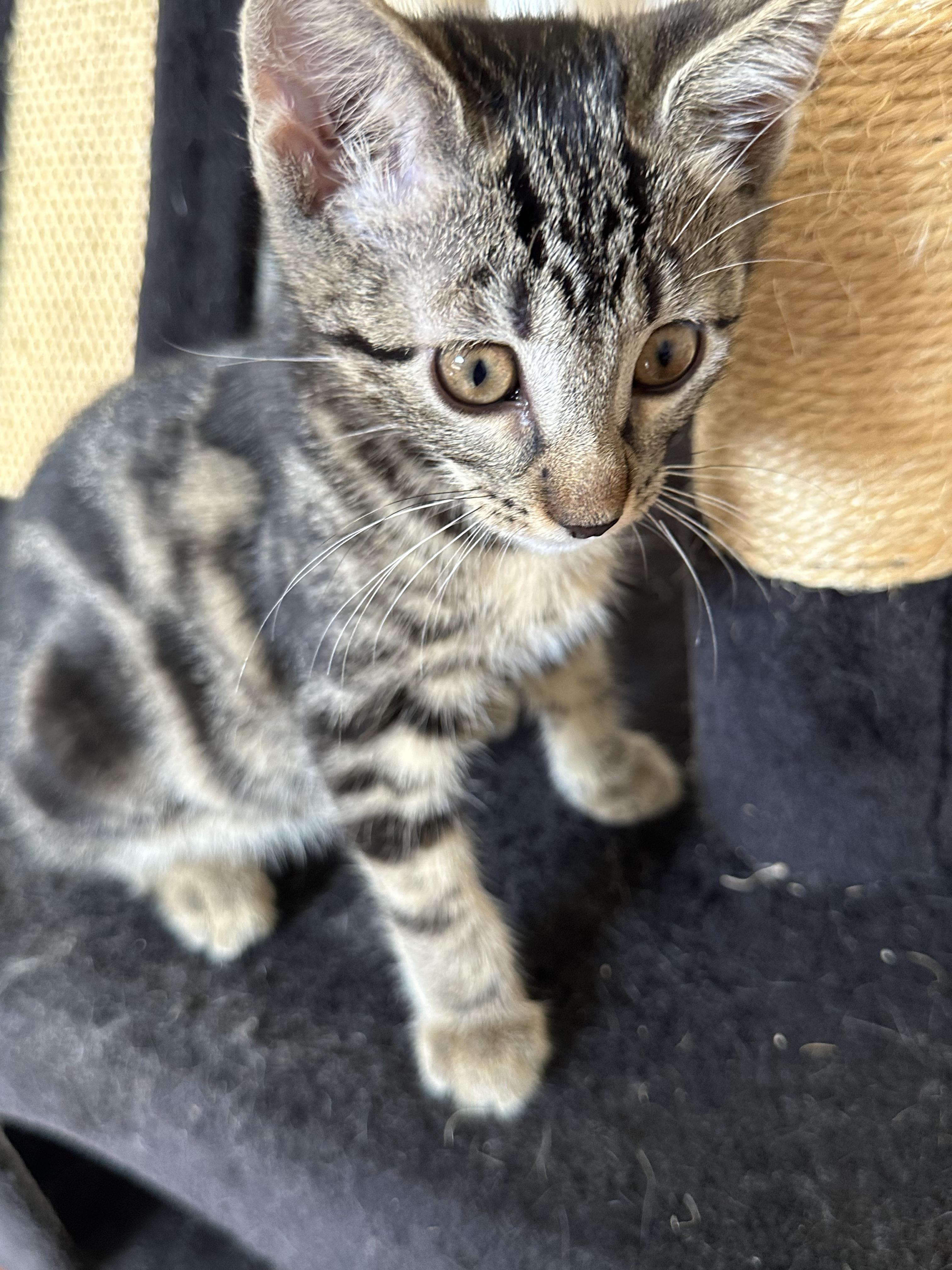 Cat for adoption - Suma (Sumie), a Domestic Short Hair in Antioch, CA ...