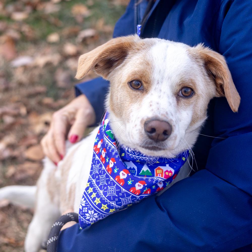Dog Adopted - Freckles Male a Beagle Dog in West Grove, PA | Petfinder