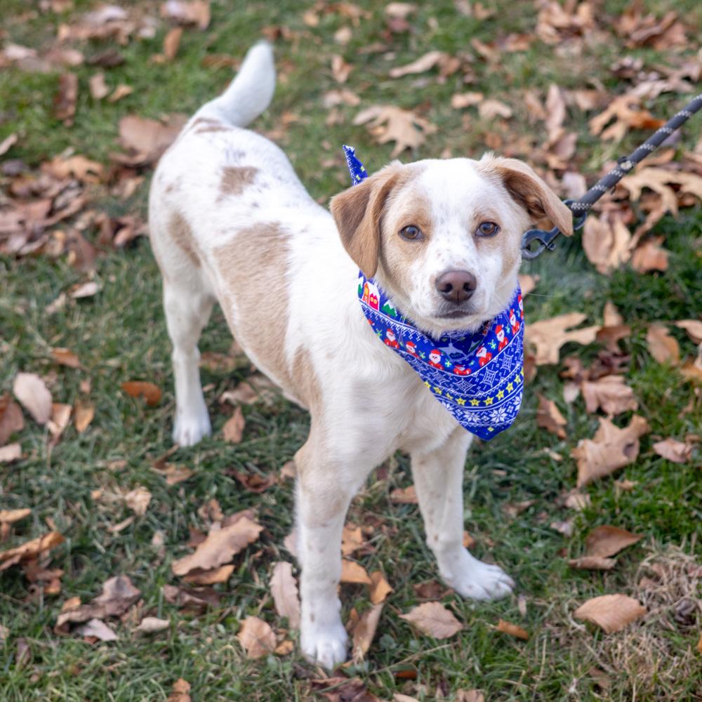 Freckles (Male) - Adoptable Pet | Petfinder | Petfinder