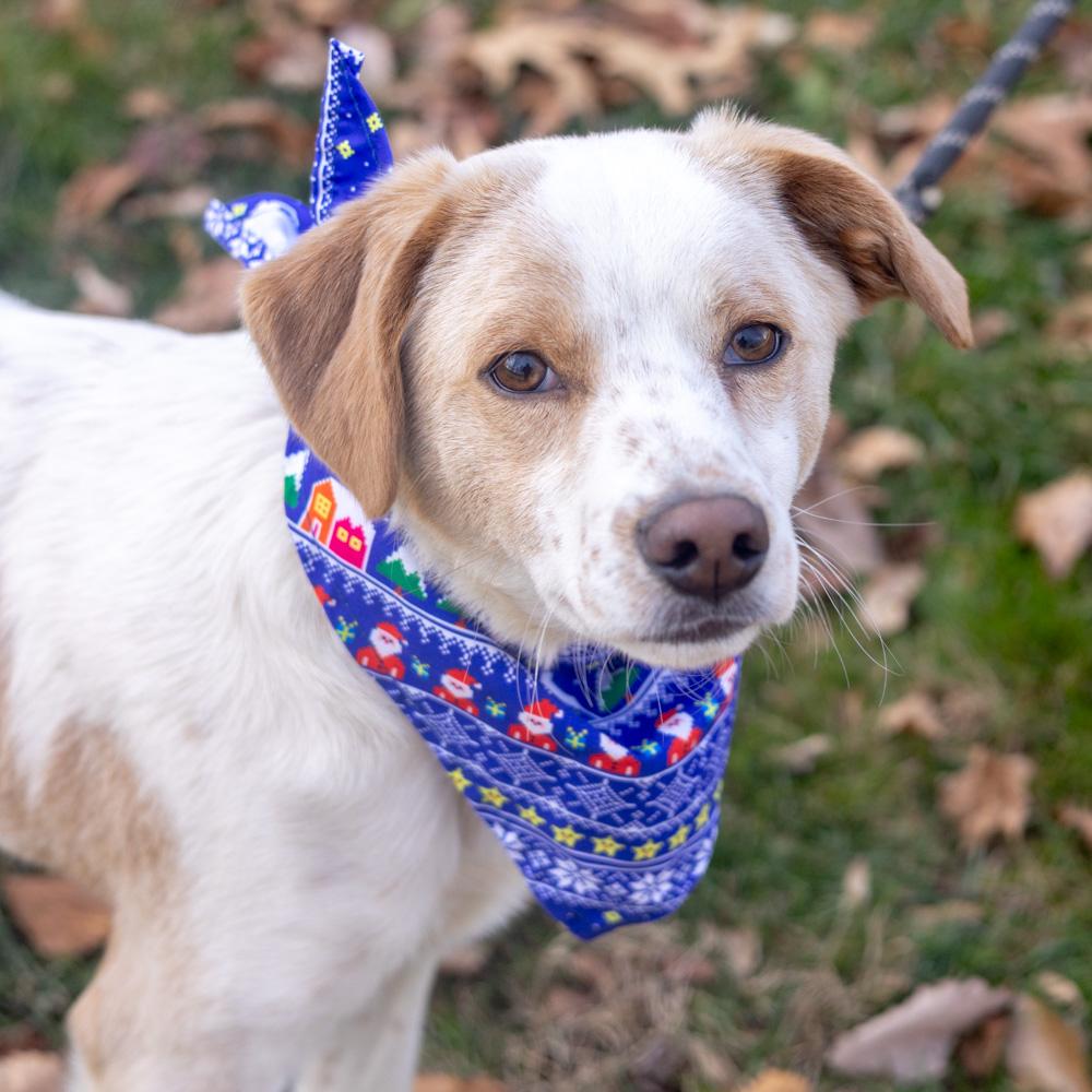 Dog Adopted - Freckles Male a Beagle Dog in West Grove, PA | Petfinder