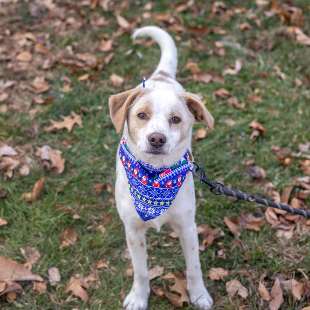 Freckles (Male) - Adoptable Pet | Petfinder | Petfinder