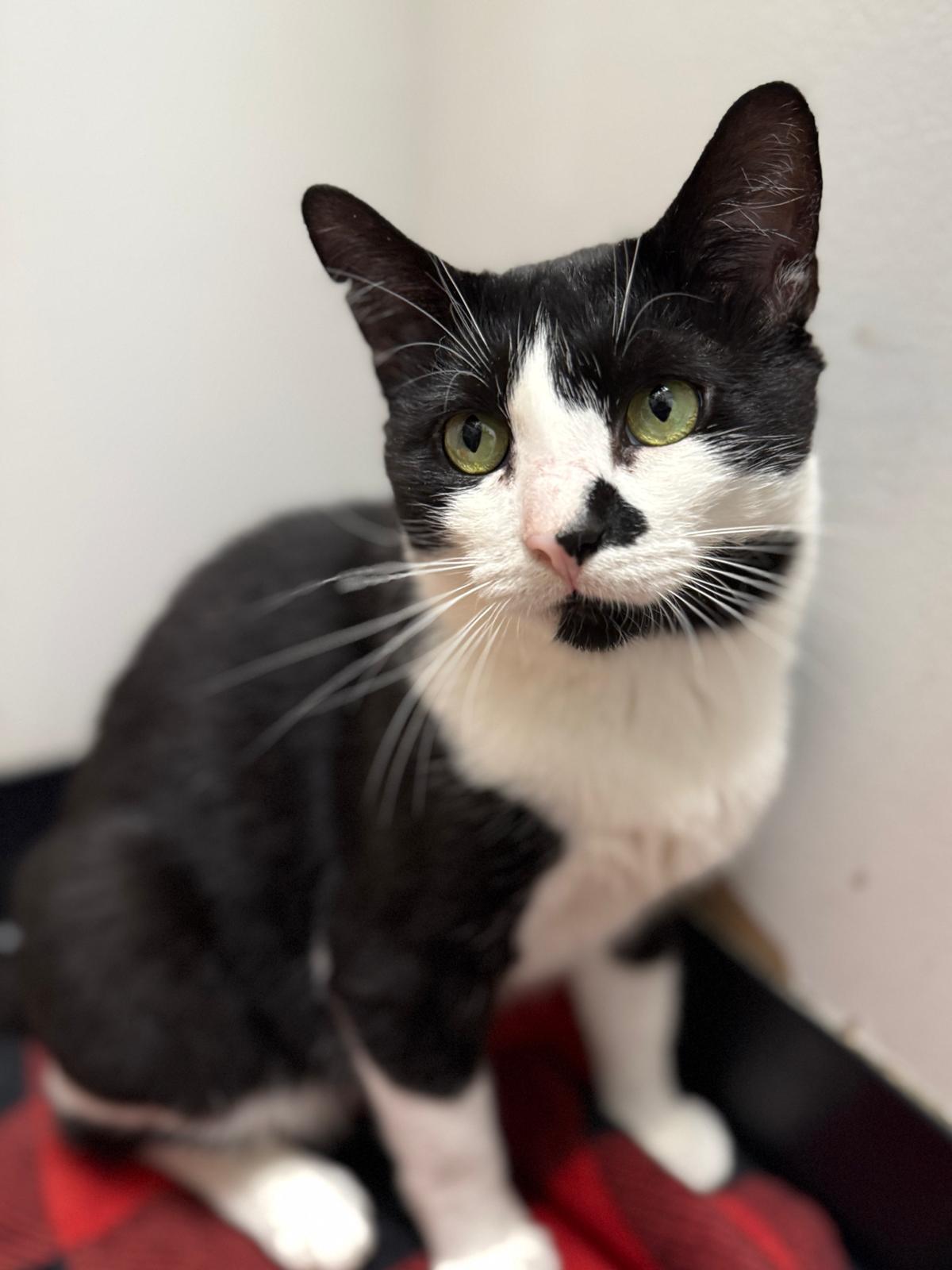 Cat for adoption - Lenni, a Domestic Short Hair in Brooklyn, NY | Petfinder