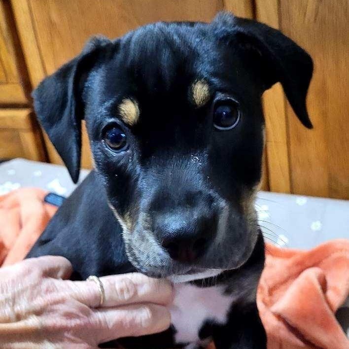 Dog for adoption - Channary, a Labrador Retriever & Whippet Mix in ...