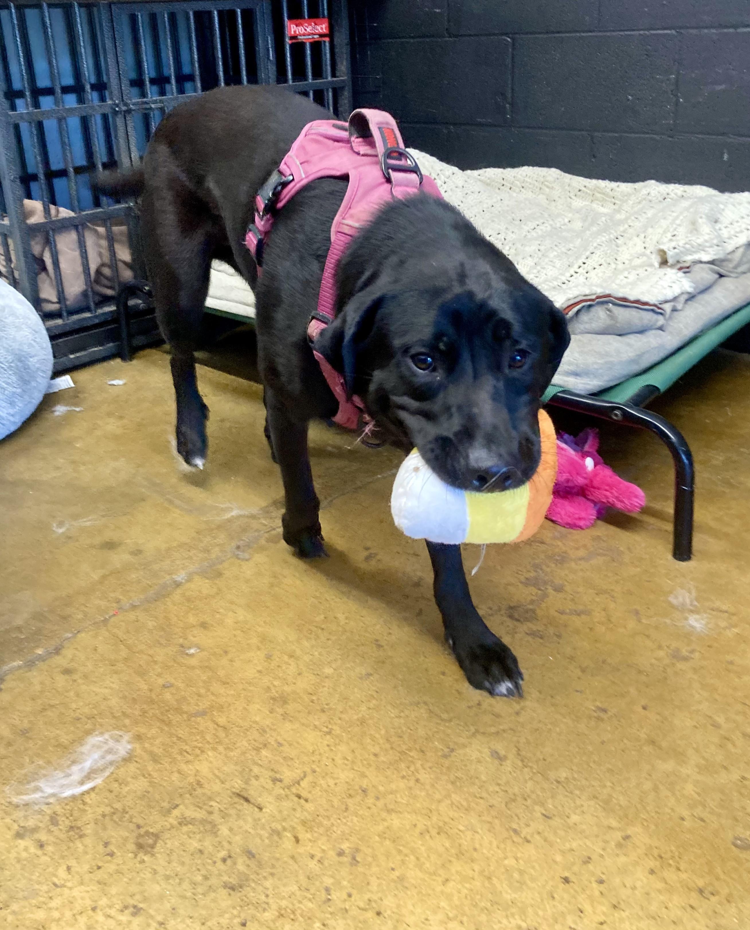 Dog for adoption - Myrtle, a Black Labrador Retriever & German ...