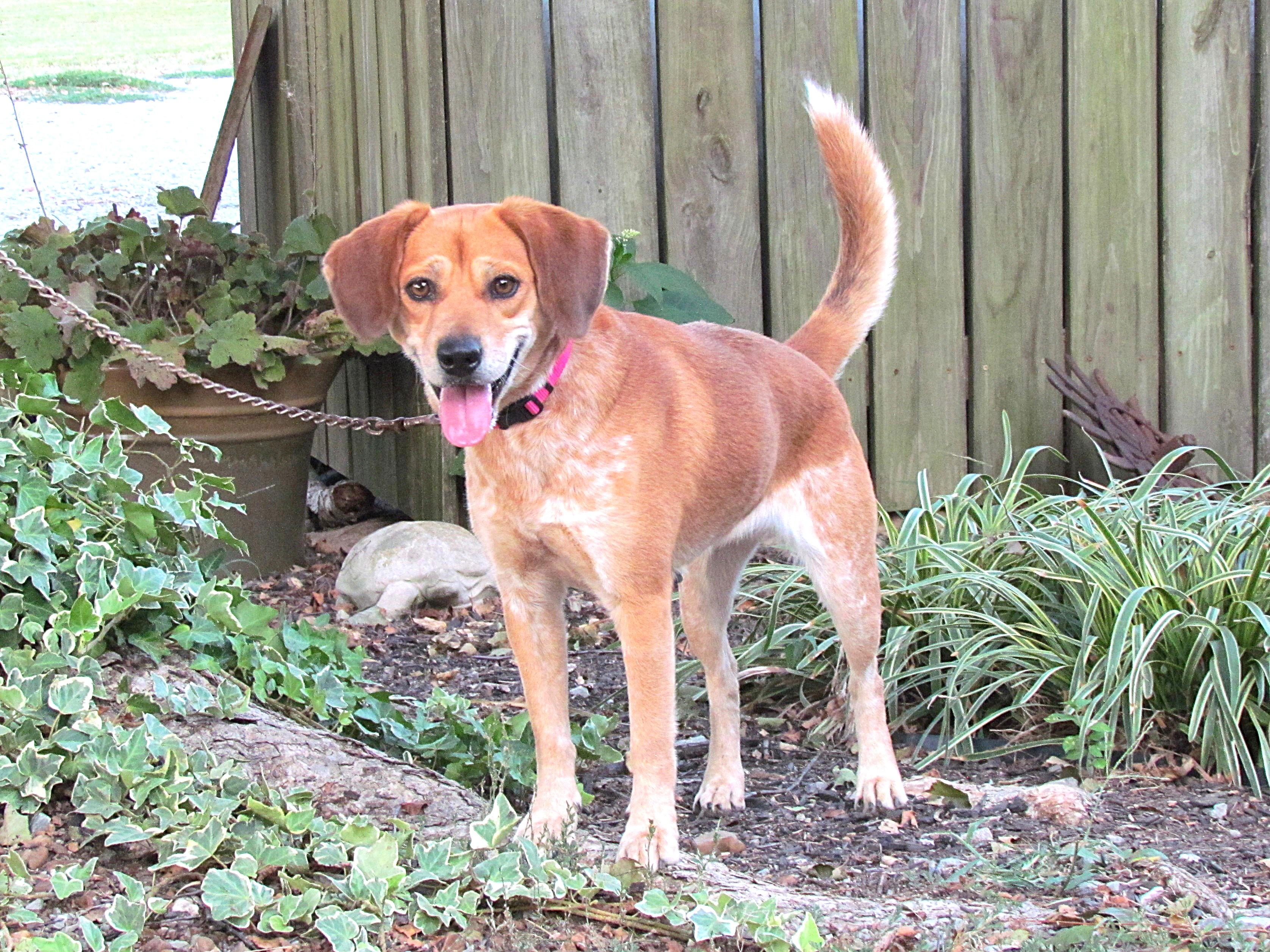 Dog for adoption - Dixie, a Beagle Mix in Medfield, MA | Petfinder