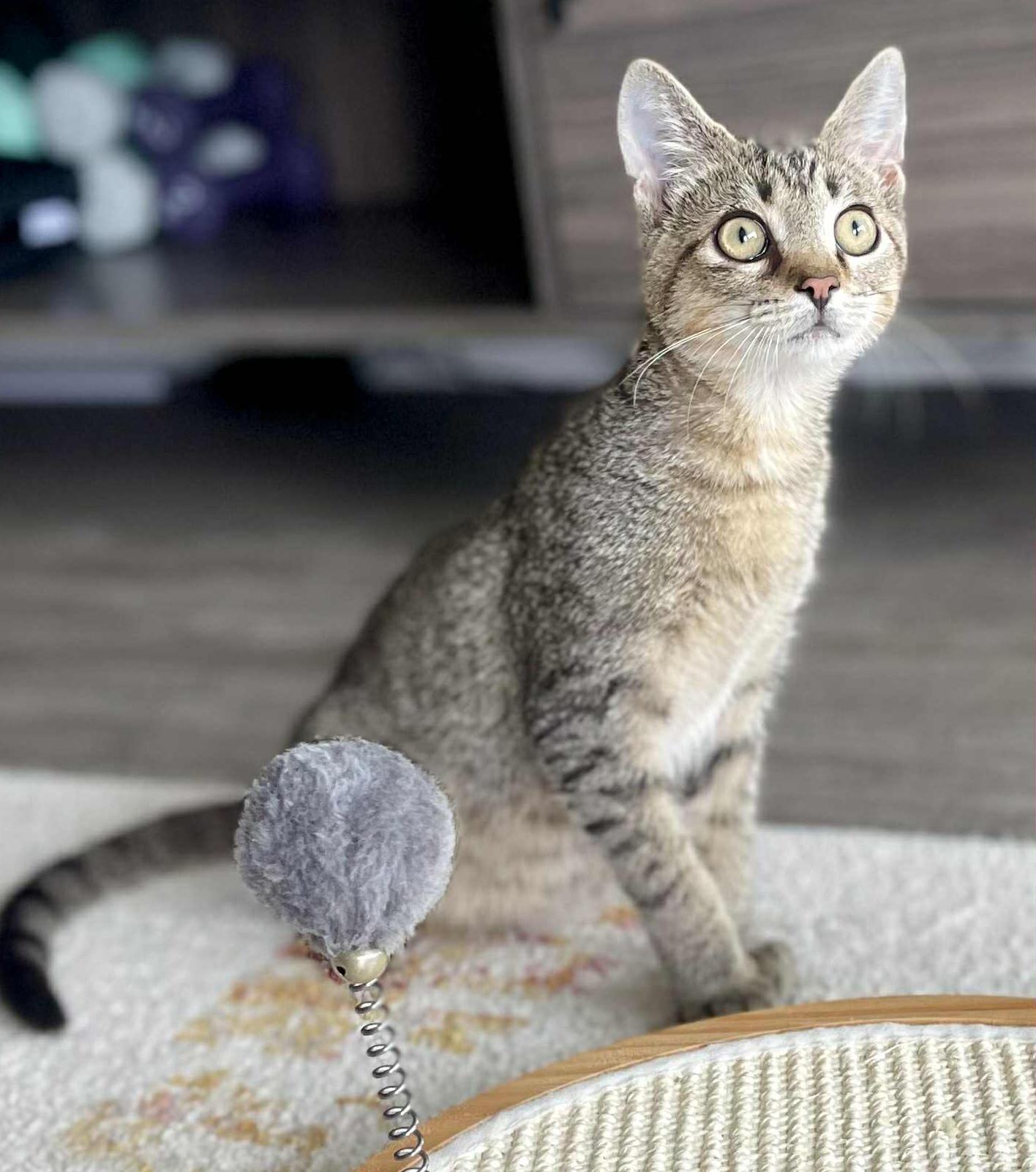 Cat for adoption - Carter is KING OF BELLY RUBS! Precious purrmaster! OLD ENOUGH TO GO SOLO, a ...