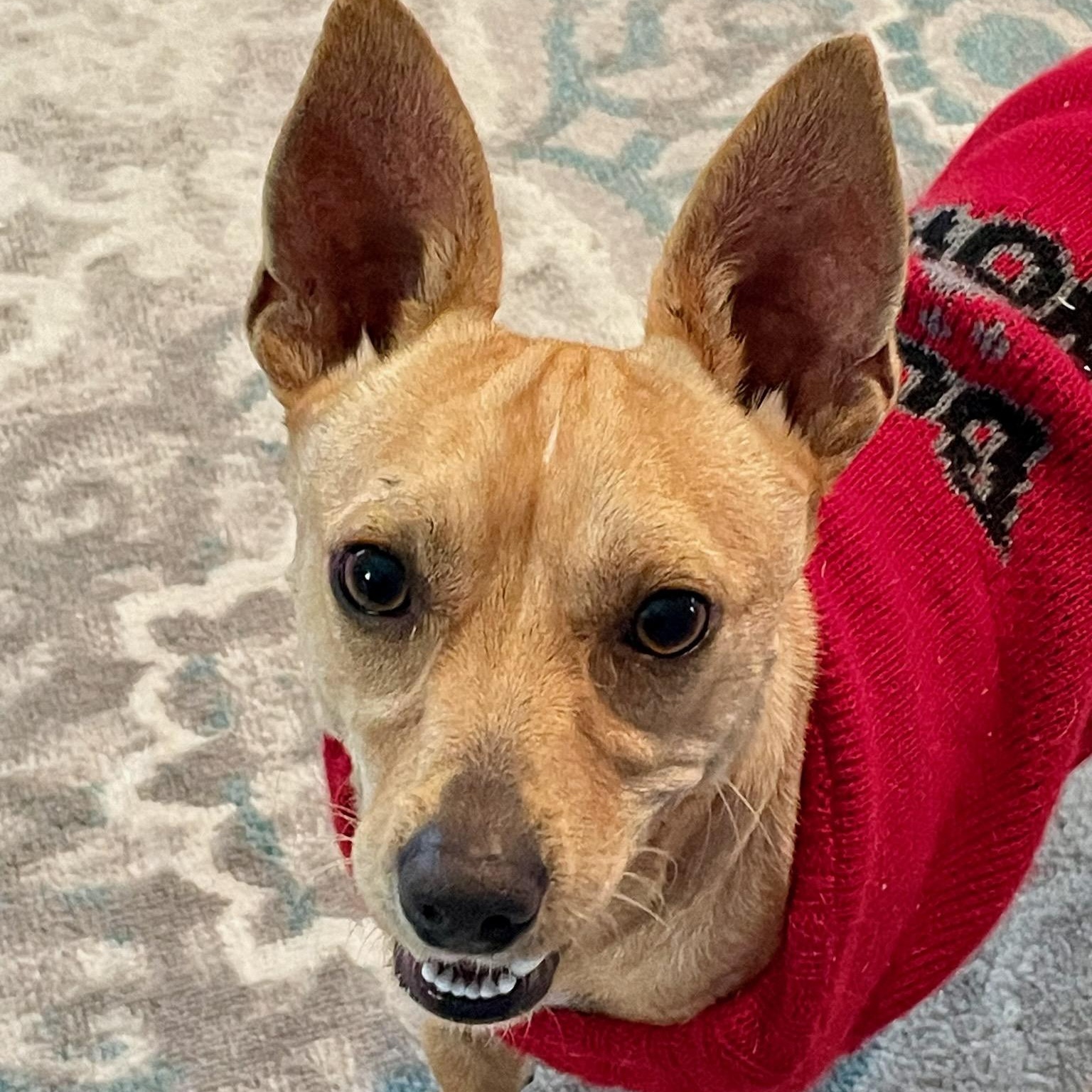 Dog for adoption - Arlo (in foster home), a Chiweenie in Sebring, FL ...