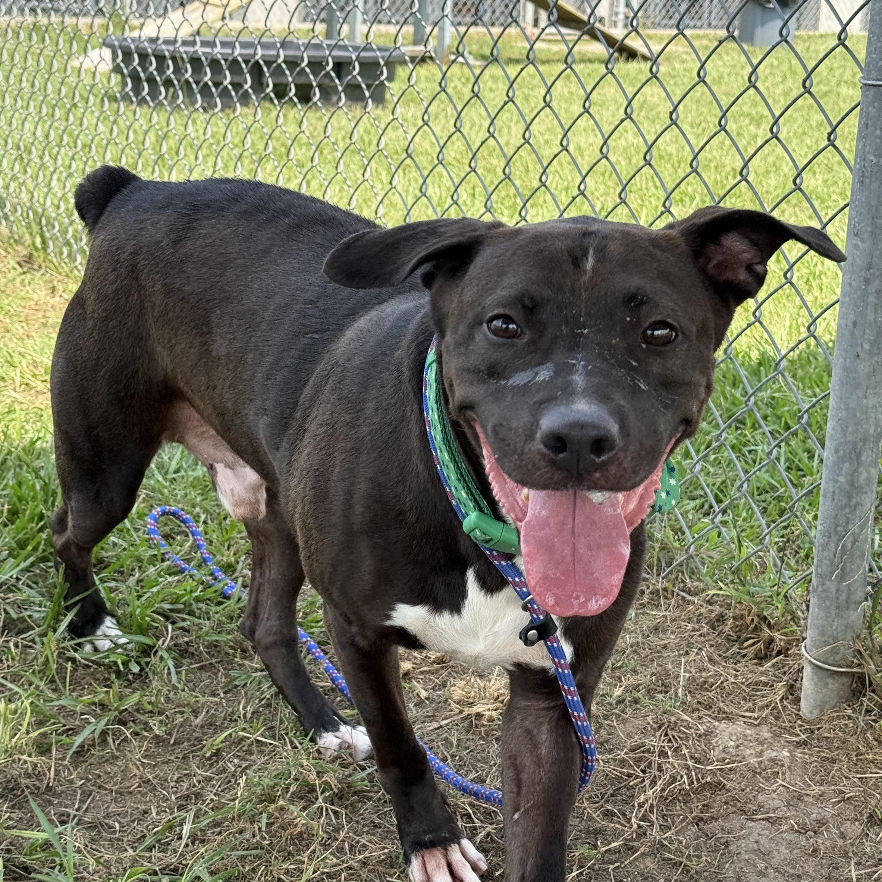 Dog for adoption - Acer, a Labrador Retriever Mix in Springfield , MO ...
