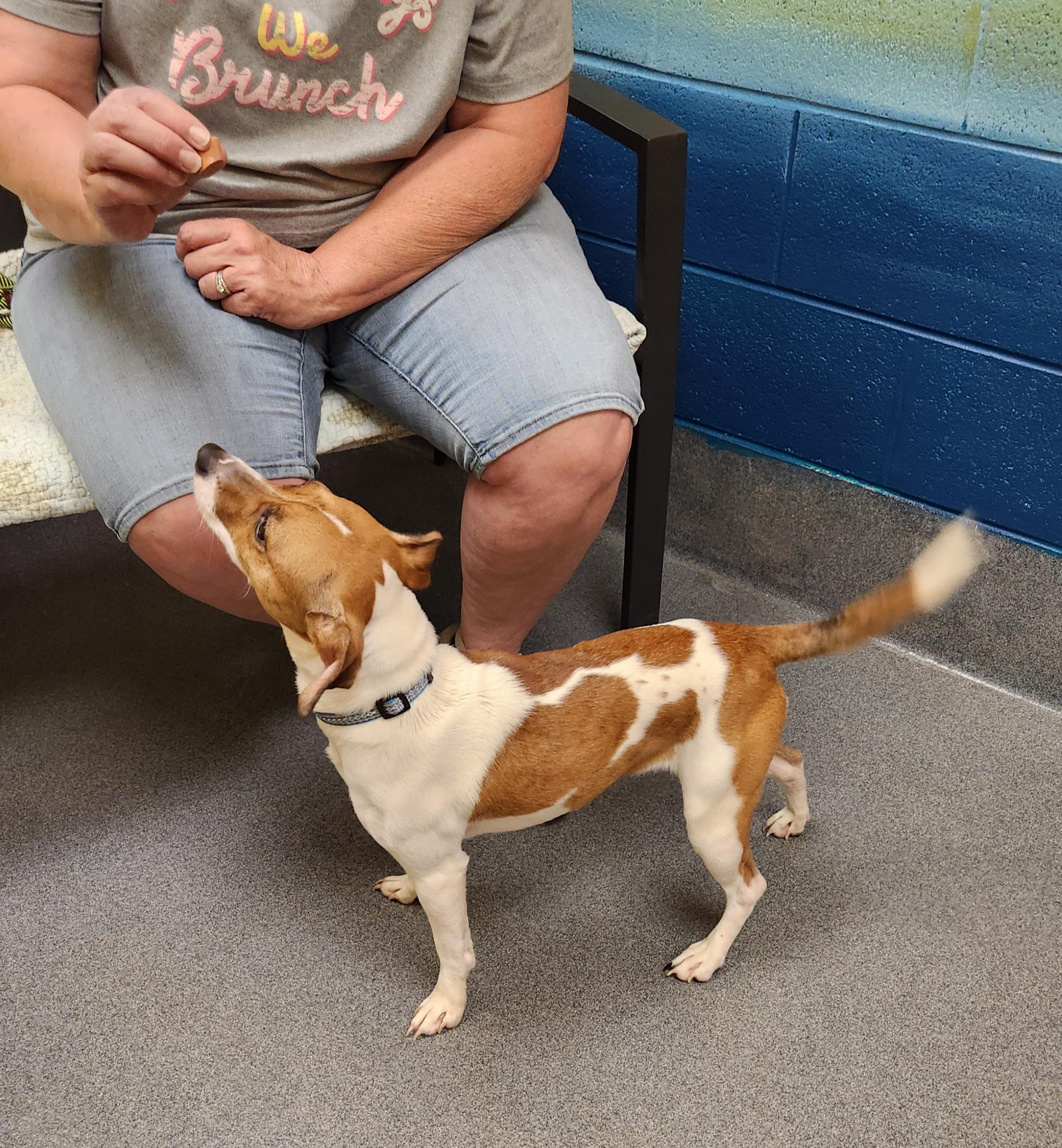 Dog for adoption - sweet Skylar ADOPTED, a Jack Russell Terrier ...