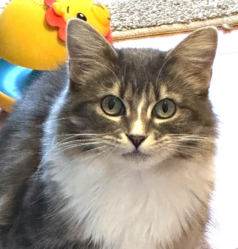 Cat for adoption - Jenny--the quintessential feminine cat!, a Domestic ...