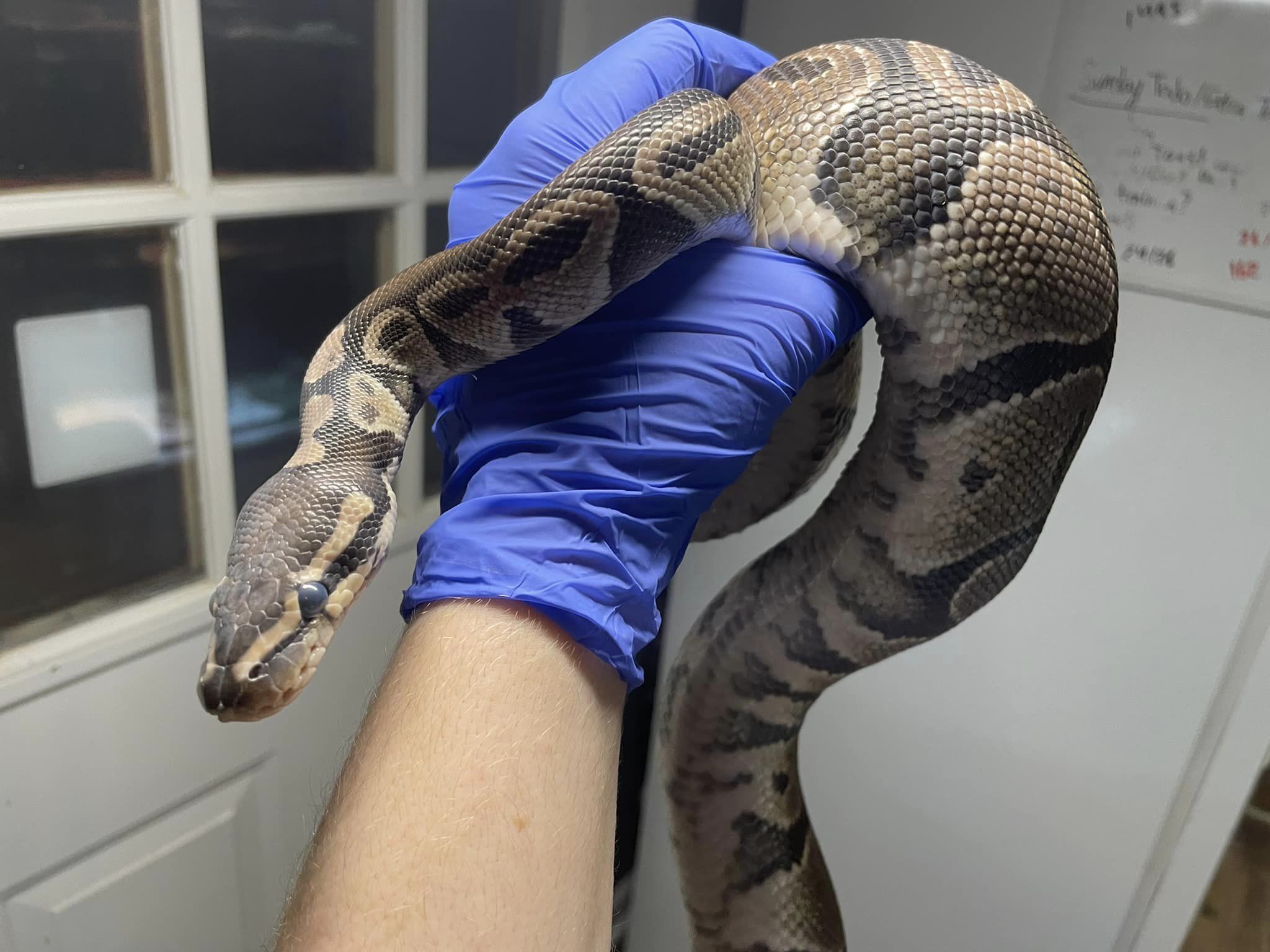 Snake for adoption - Rainier, a Ball Python in Durham, NC | Petfinder