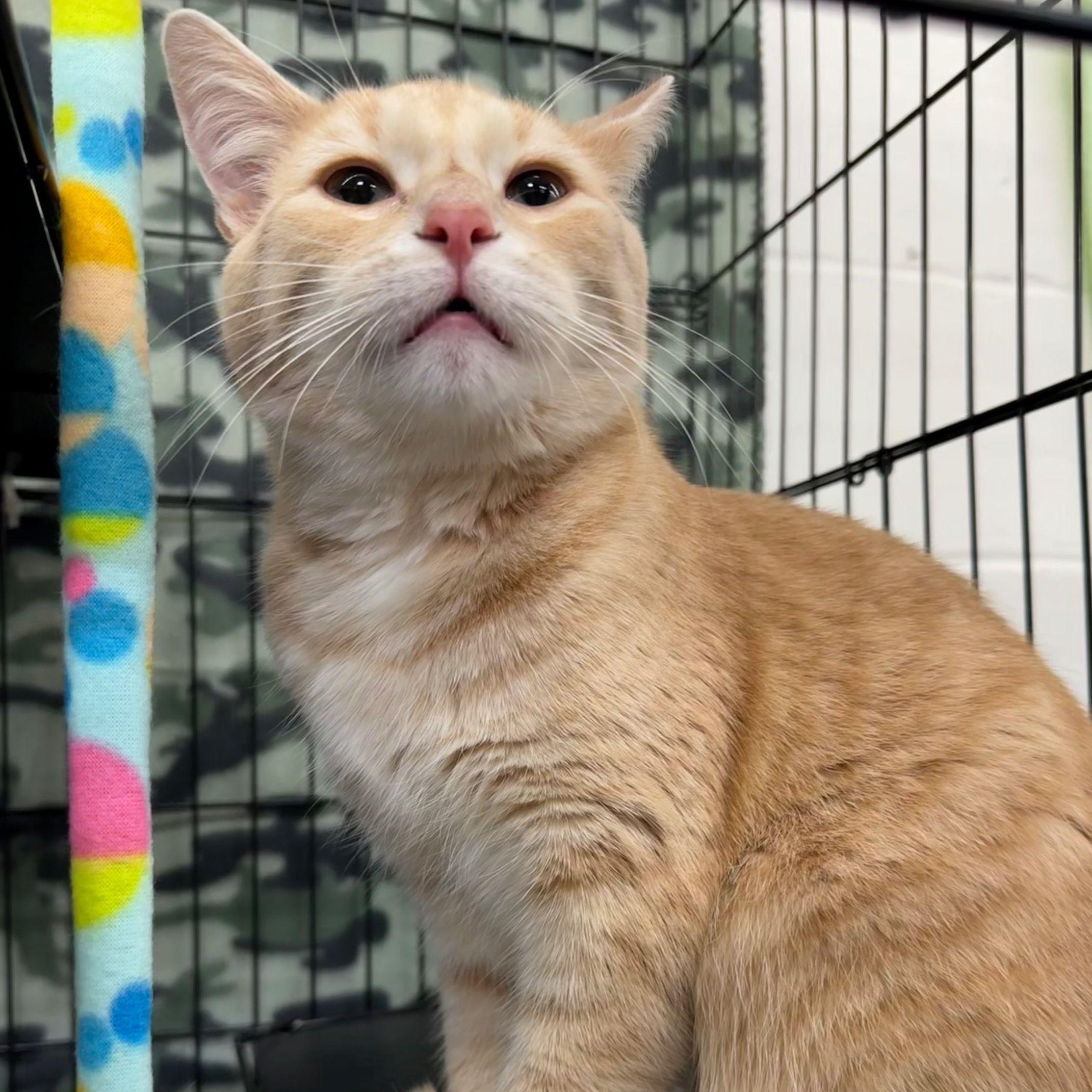 Cat for adoption - Simon, a Tabby in Minneapolis, MN | Petfinder