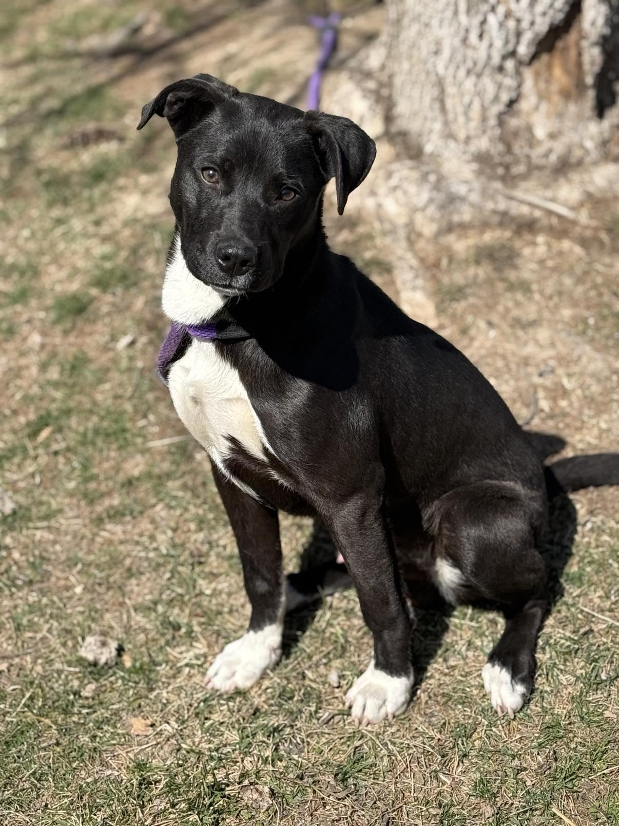 Dog for adoption - King, a Pit Bull Terrier Mix in Springfield, IL ...