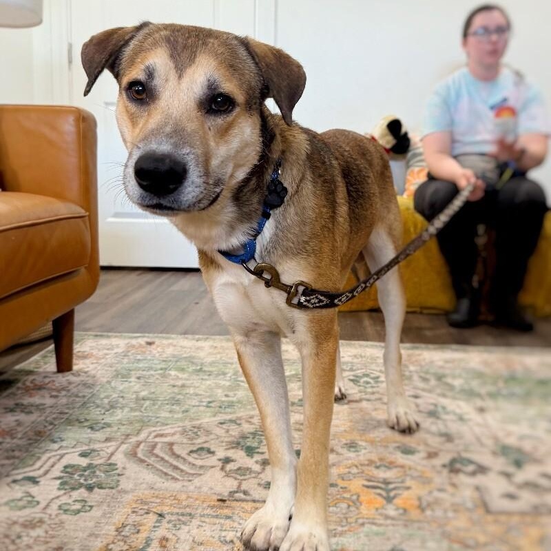 Dog for adoption - Jessie Jay Family Boy, a German Shepherd Dog ...