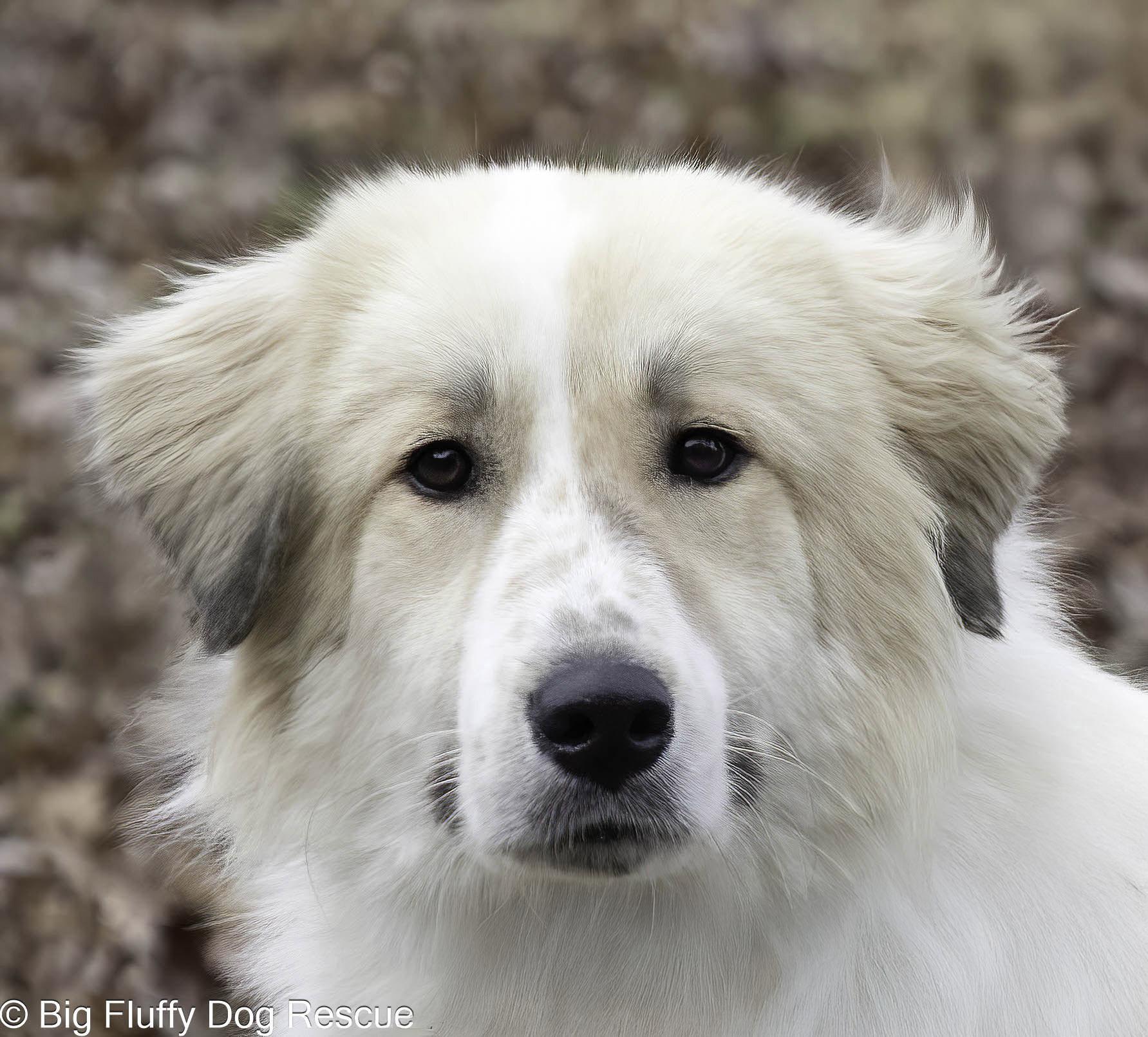 Big fluffy dog rescue adoption fee store