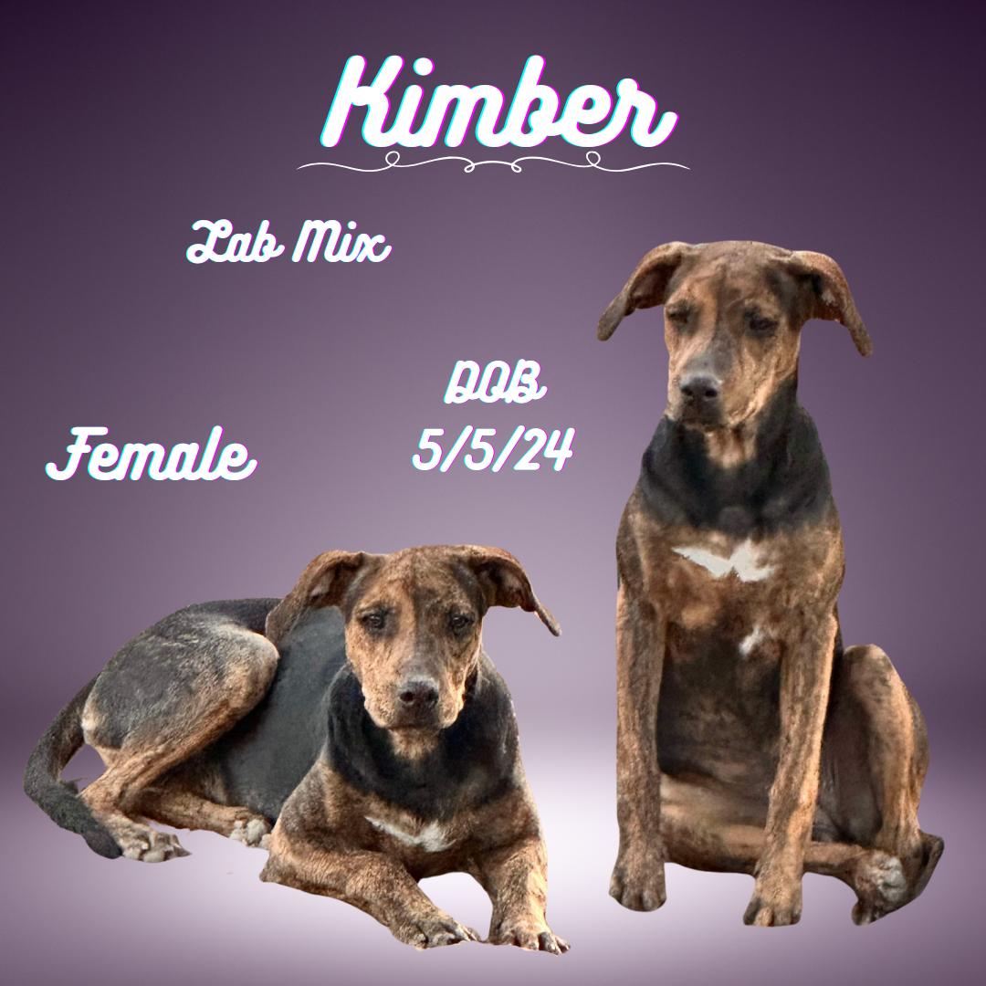 Dog for adoption - Kimber, a Labrador Retriever & Mountain Cur Mix in ...