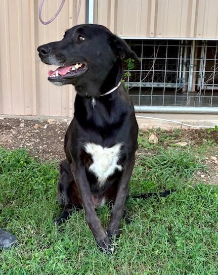 Dog for adoption - Sarah, a Labrador Retriever Mix in Little Rock, AR ...