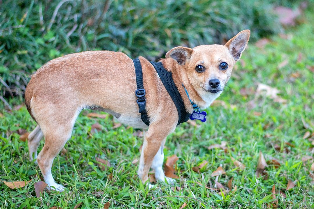 Dog for adoption - ChaCha, a Chiweenie Mix in Baton Rouge, LA | Petfinder