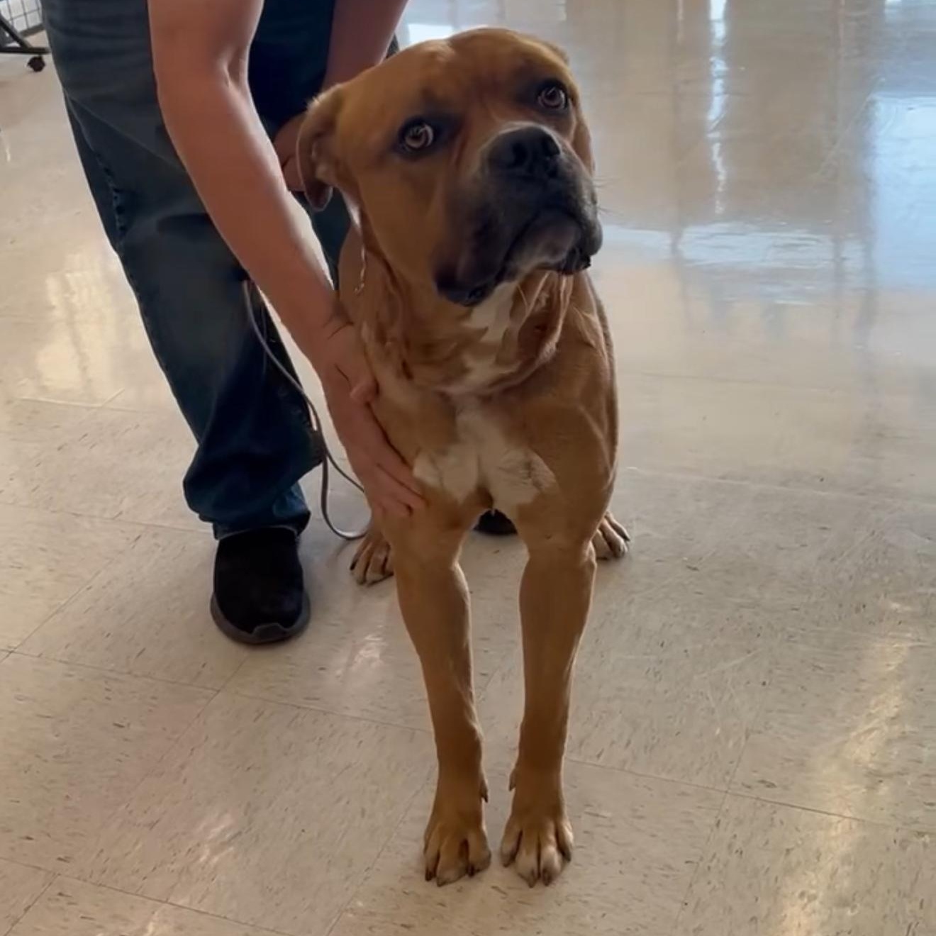 Dog for adoption - Creed, a Boxer Mix in Colorado Springs , CO | Petfinder