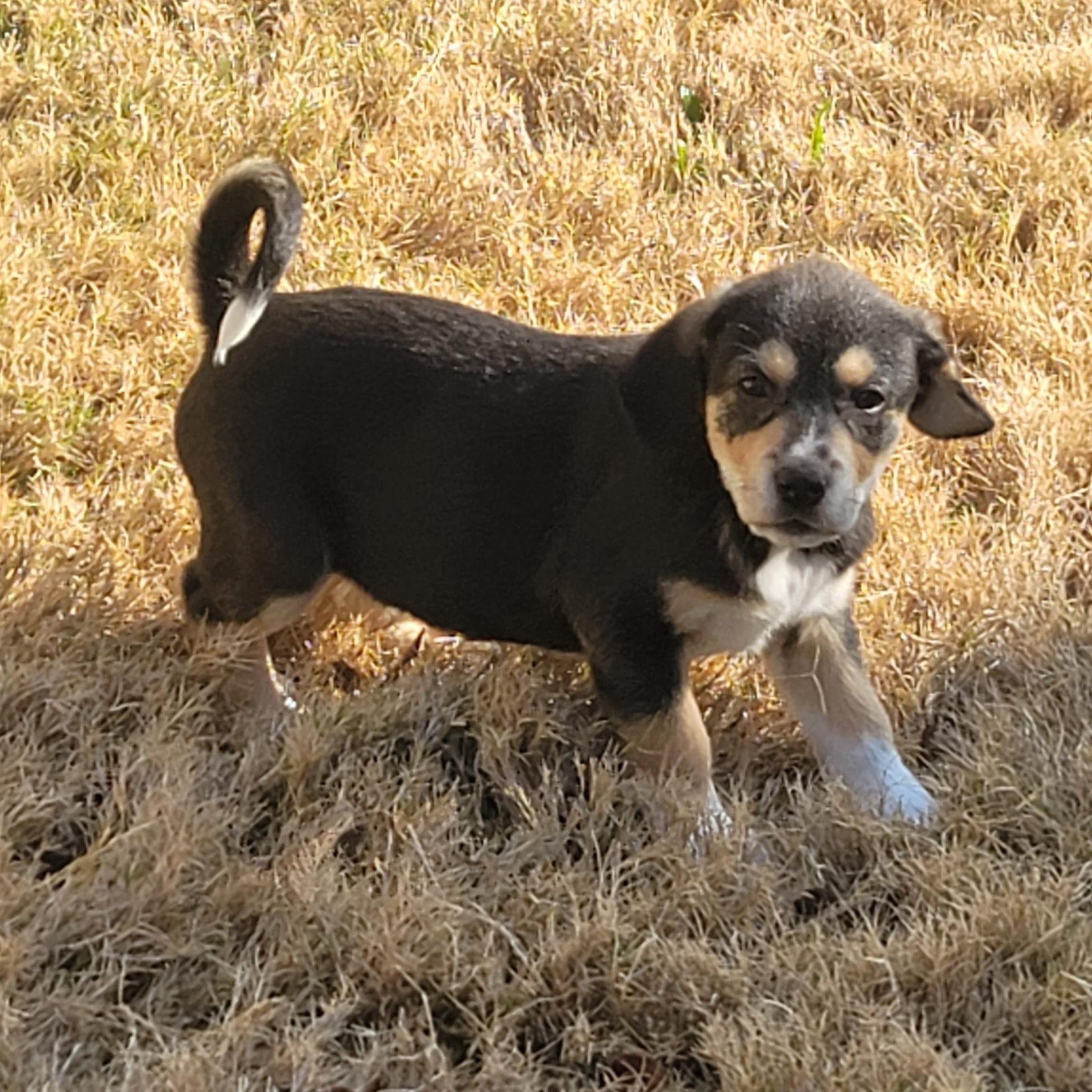 Dog for adoption - Milky Way, a Hound in Durango, CO | Petfinder
