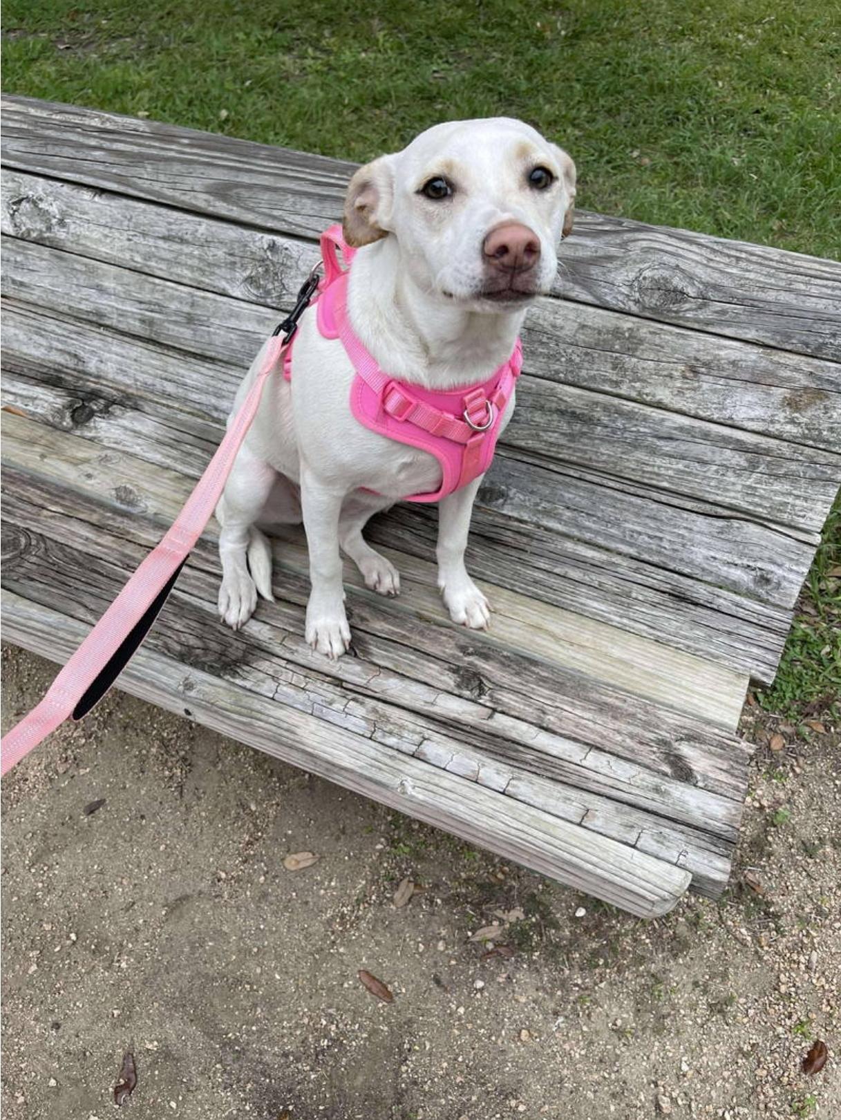 Dog for adoption - Ivory Rochelle, a Labrador Retriever Mix in Seattle ...