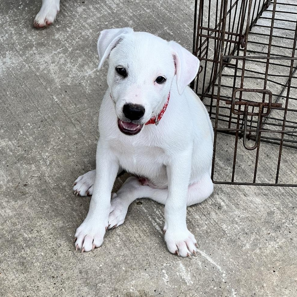 Dog for adoption - Snoopy, a Labrador Retriever in Colorado Springs, CO ...