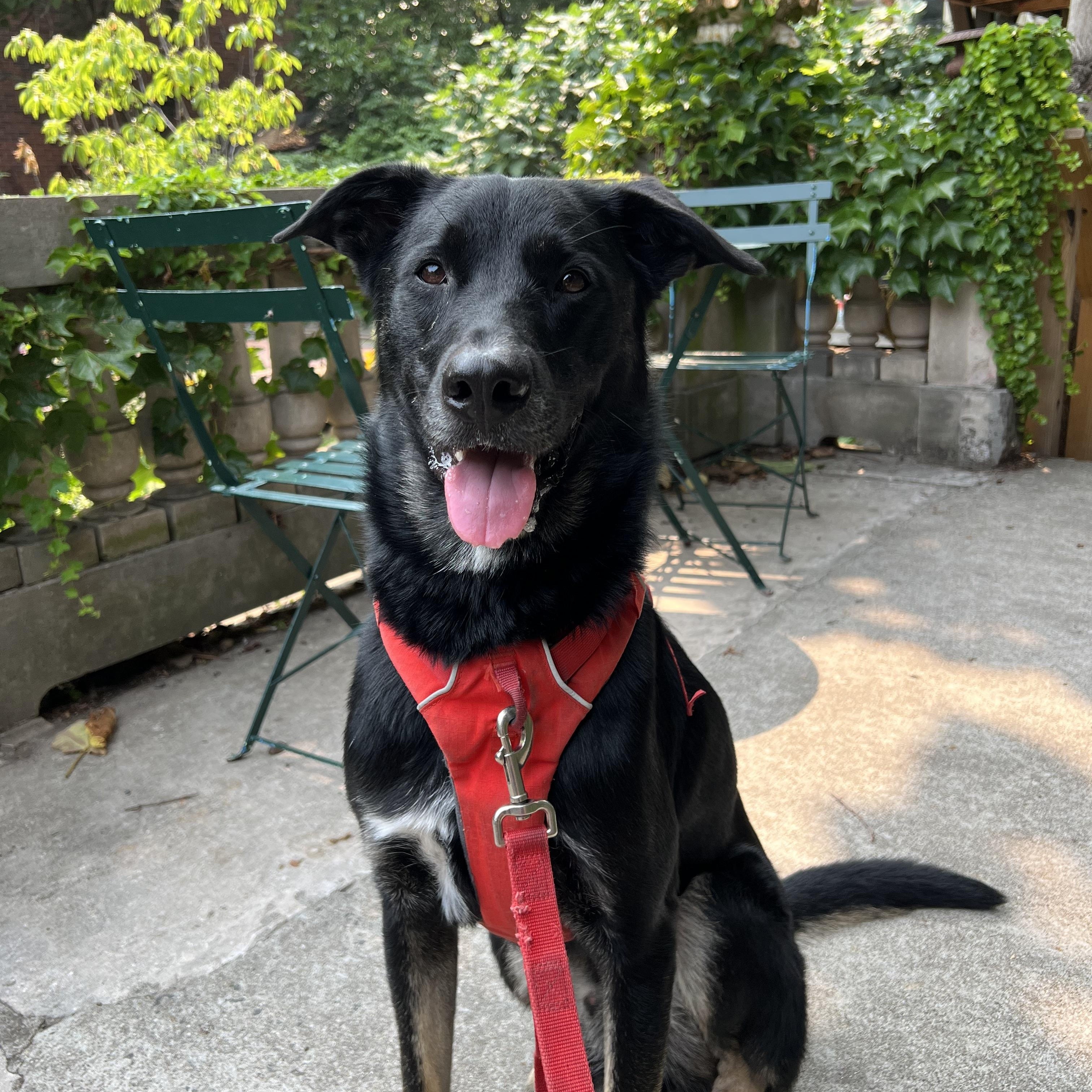 Dog for adoption - Kody, a German Shepherd Dog Mix in King of Prussia ...