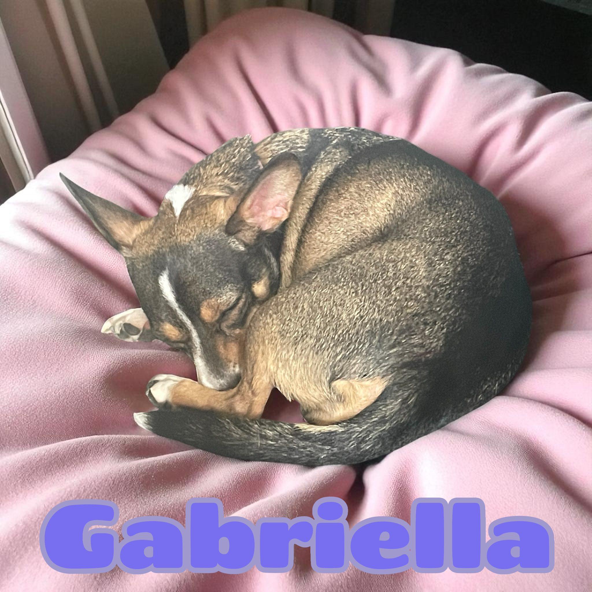 Dog for adoption - Gabriella, a Corgi & Chihuahua Mix in Milford, CT ...