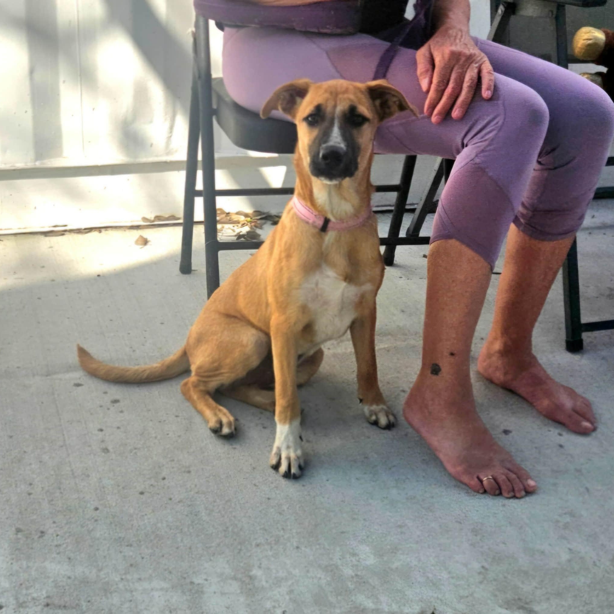 Dog for adoption - Tilly, a Labrador Retriever Mix in Fort Collins, CO ...