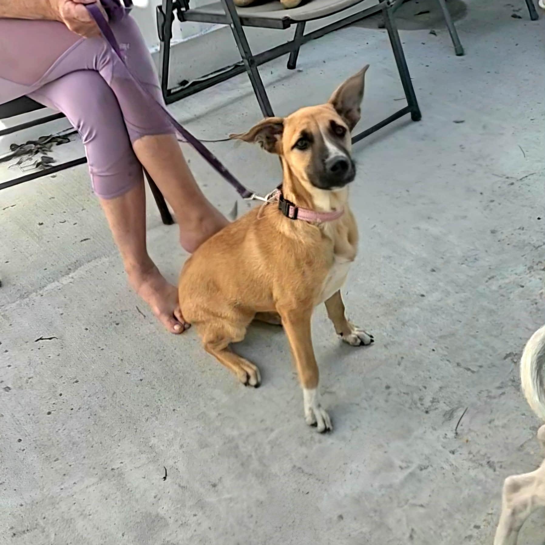 Dog for adoption - Tilly, a Labrador Retriever Mix in Fort Collins, CO ...