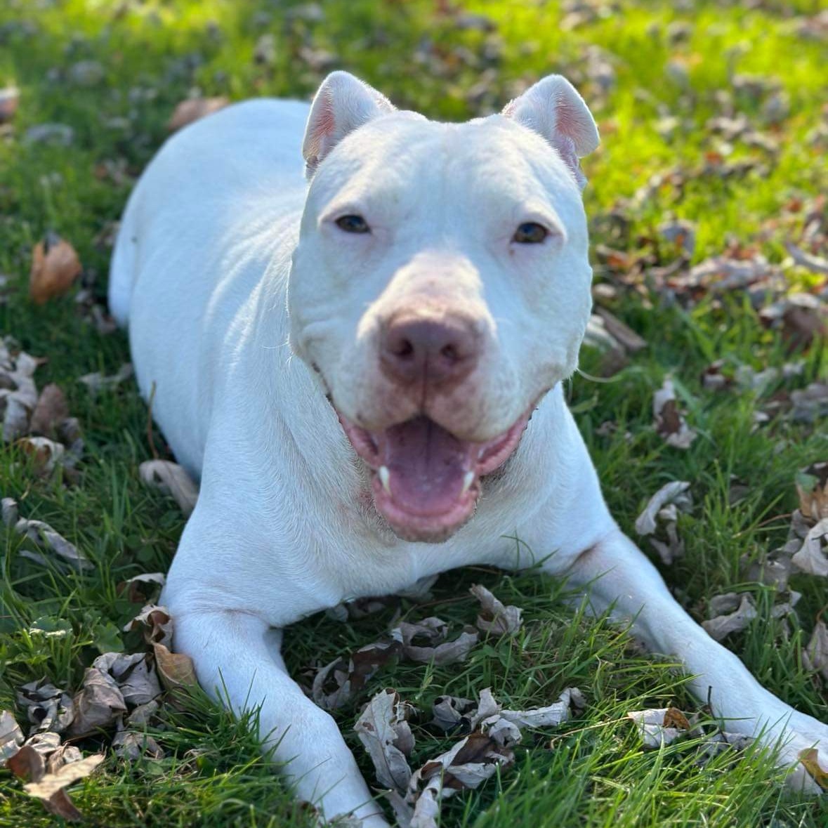 Dog for adoption - Gemma, a Staffordshire Bull Terrier & Pit Bull ...