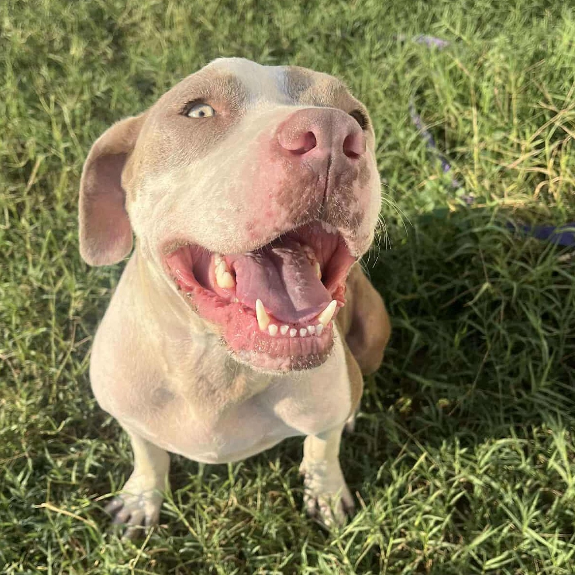 Dog for adoption - Felicity, an American Staffordshire Terrier Mix in ...